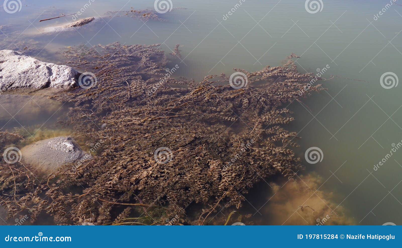 Moss Formed in the Water, Algae in the Lake Stock Photo - Image of ...