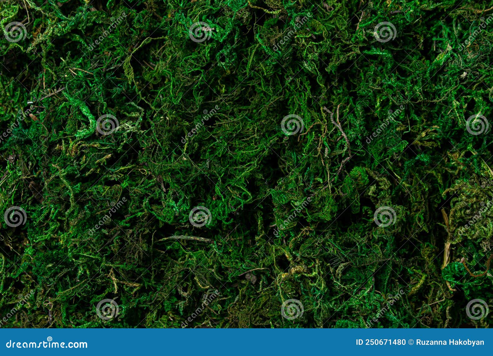 Moss in Full Screen. Vegetation Theme Stock Photo - Image of concept ...