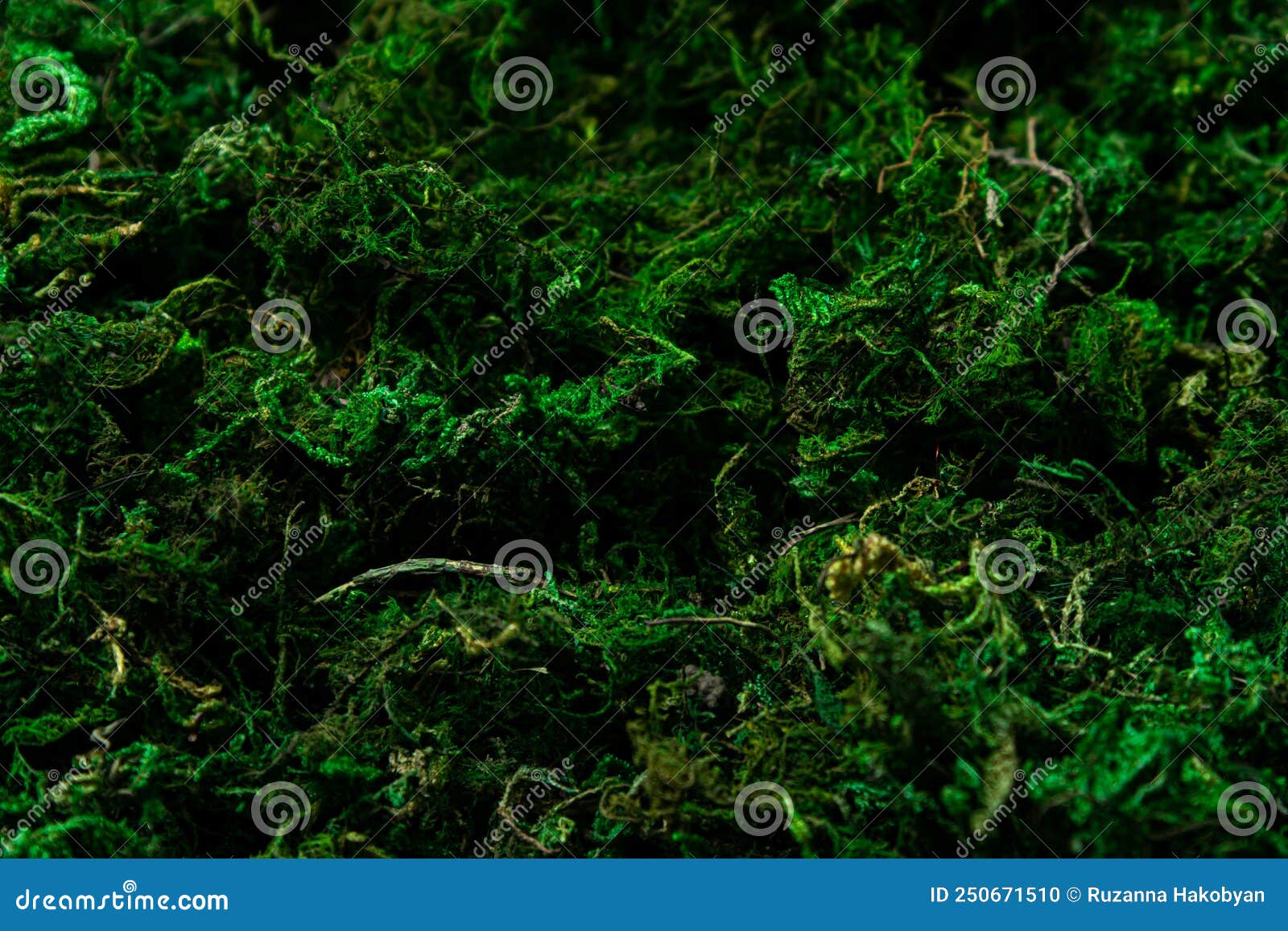Moss in Full Screen. Vegetation Theme Stock Photo - Image of abstract ...