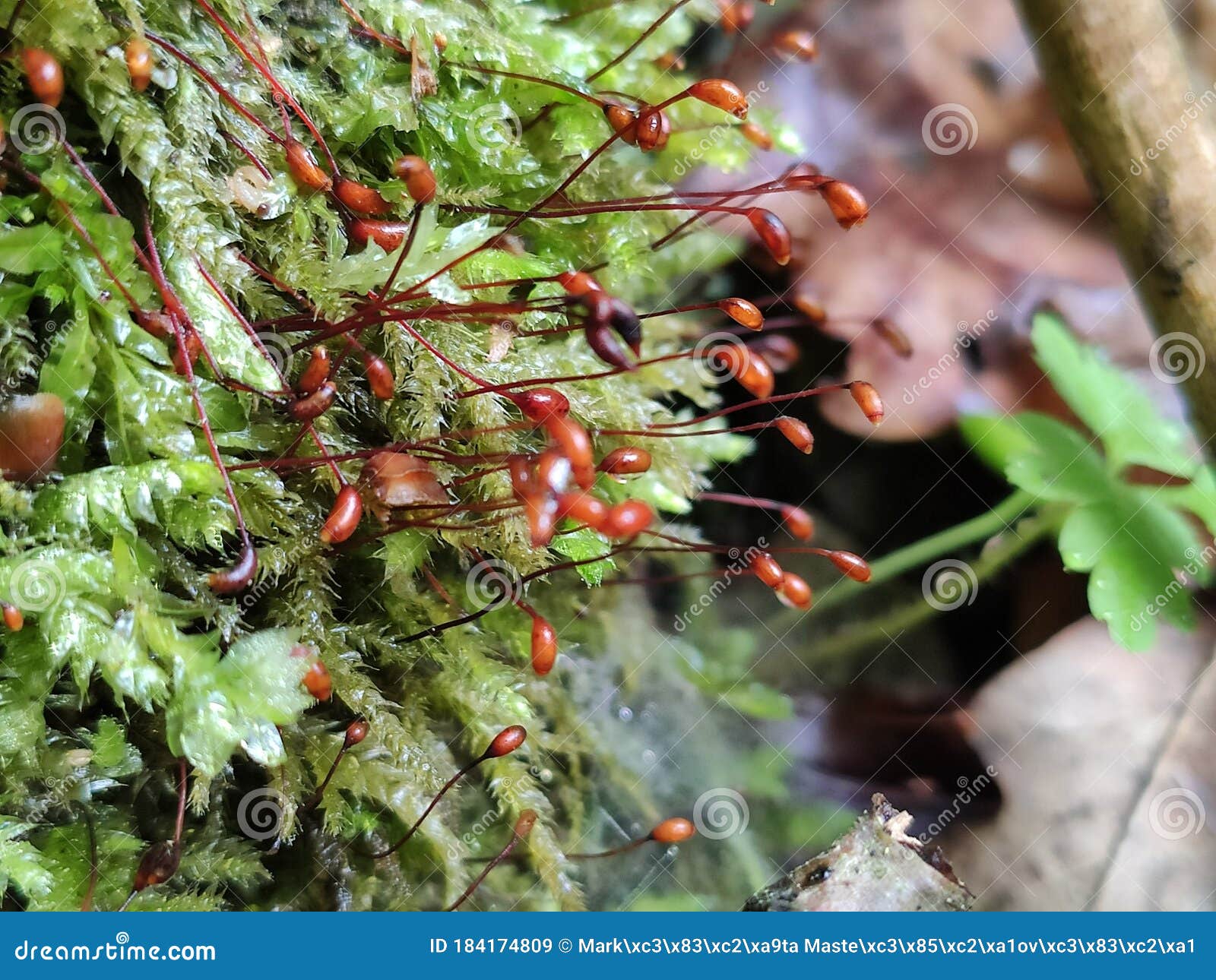 Moss Gametophyte Is The Sexual Phase In The Life Cycle Of Plants Under ...