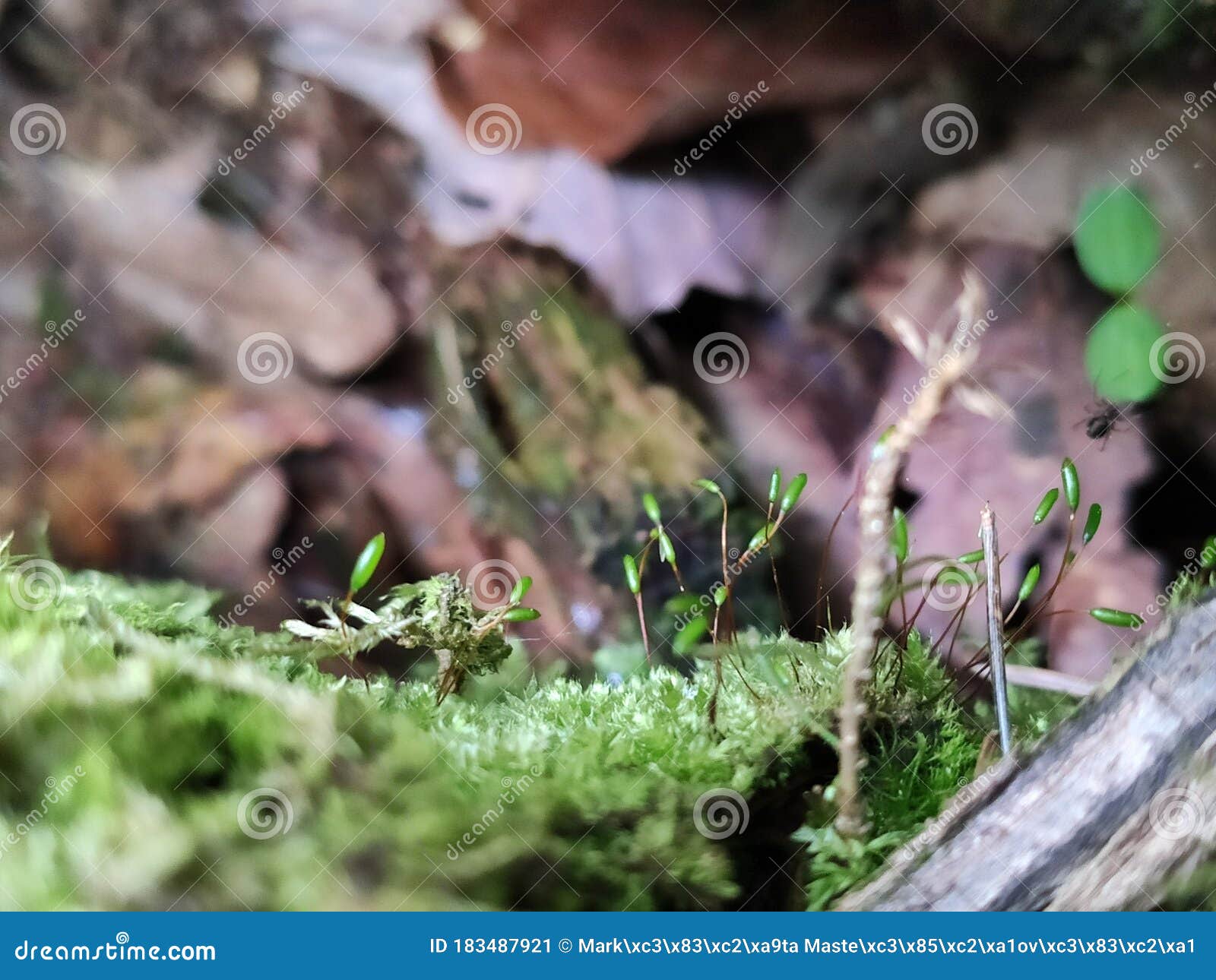 Moss Gametophyte Is The Sexual Phase In The Life Cycle Of Plants Under ...