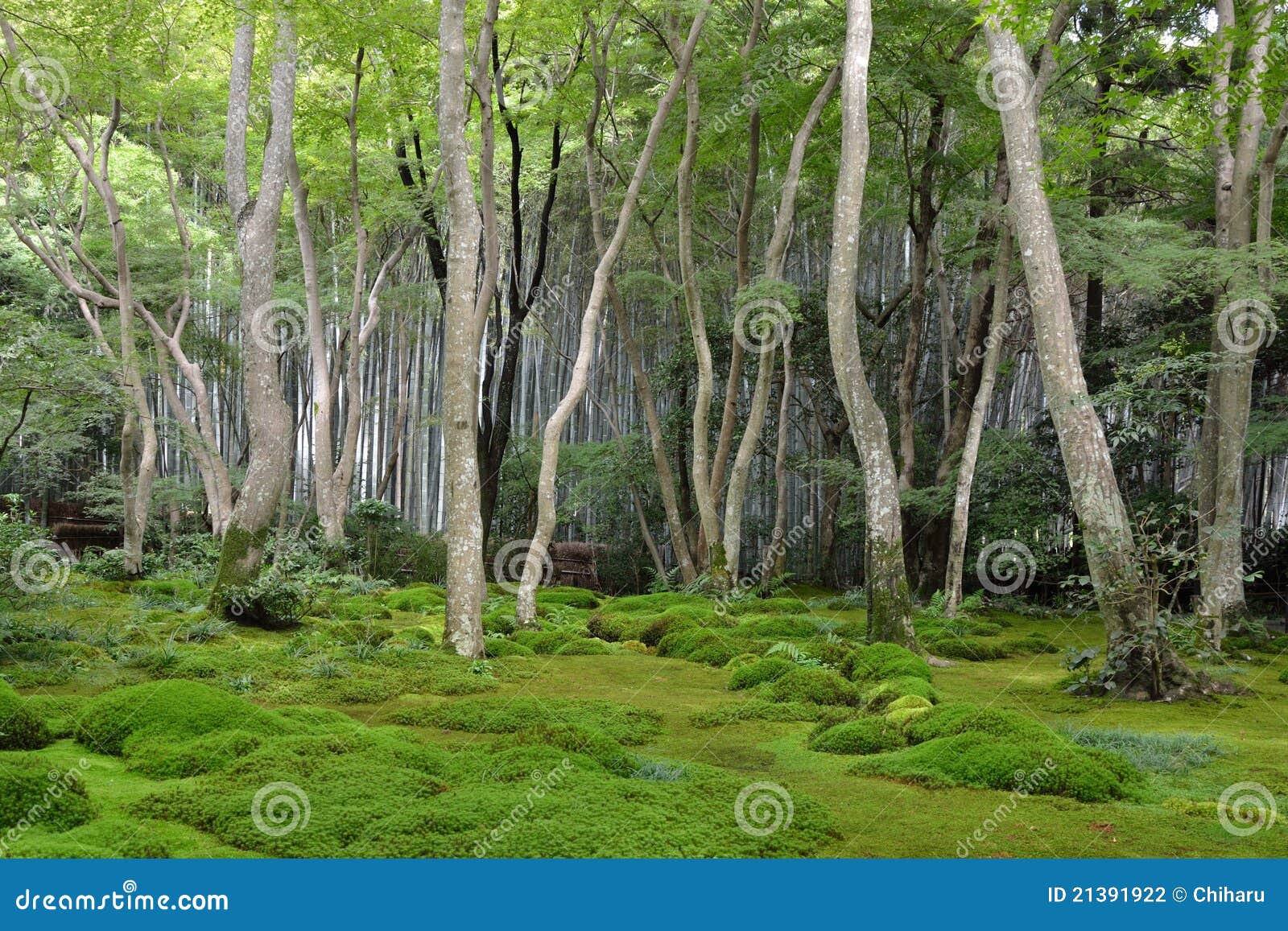 Moss garden in Japan stock photo. Image of summer, tree - 21391922
