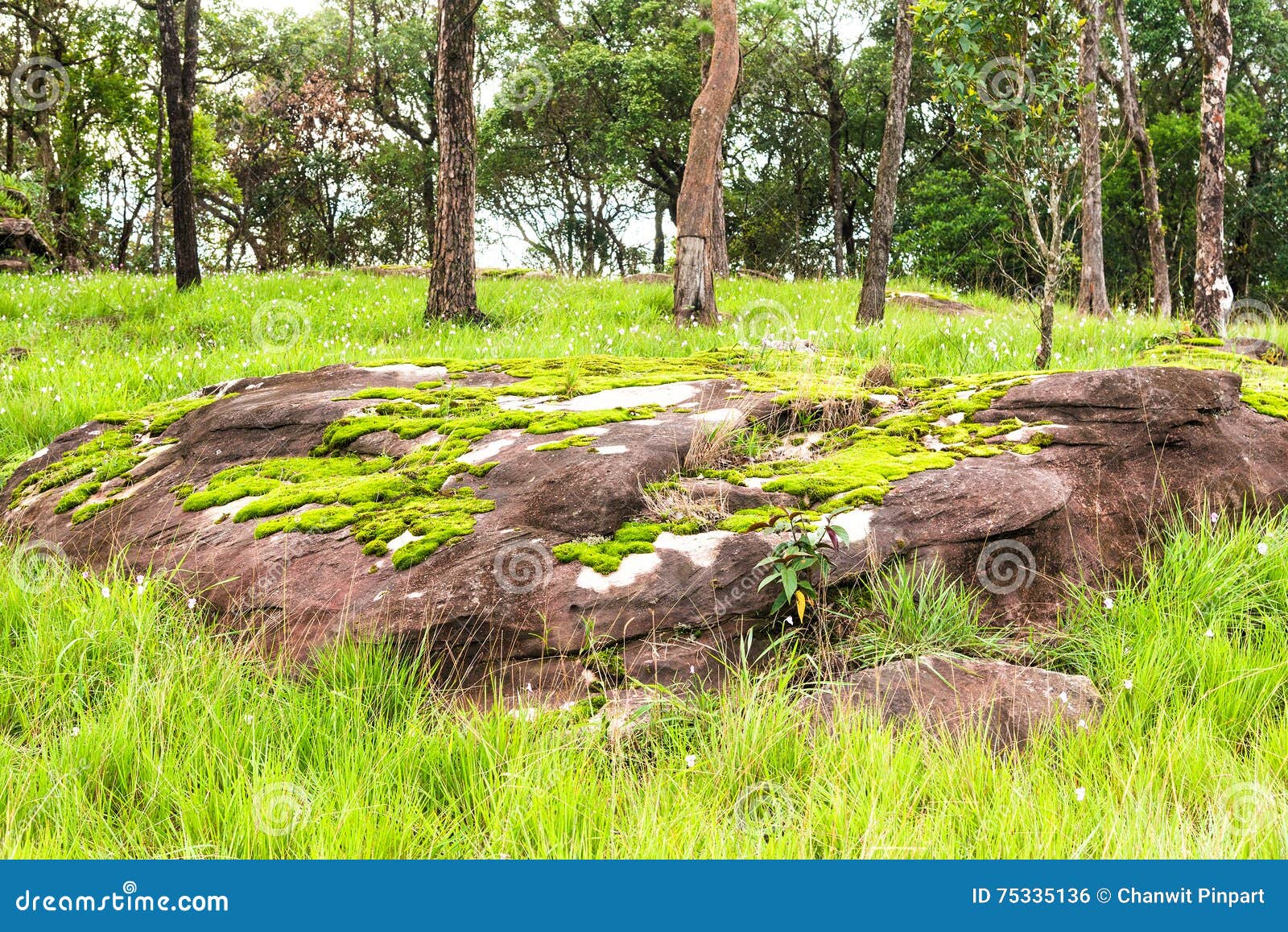 Moss on Giant Rock in Grass Field Stock Photo - Image of field, green ...