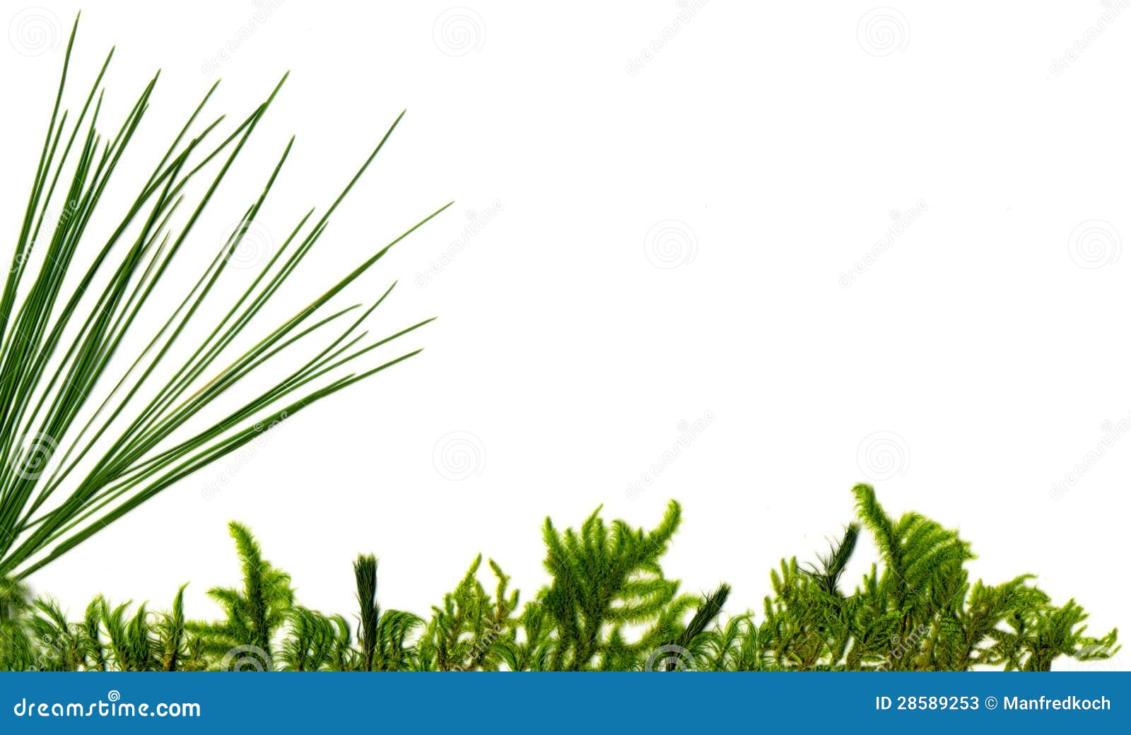 Moss And Grass Royalty-Free Stock Photo | CartoonDealer.com #28589253