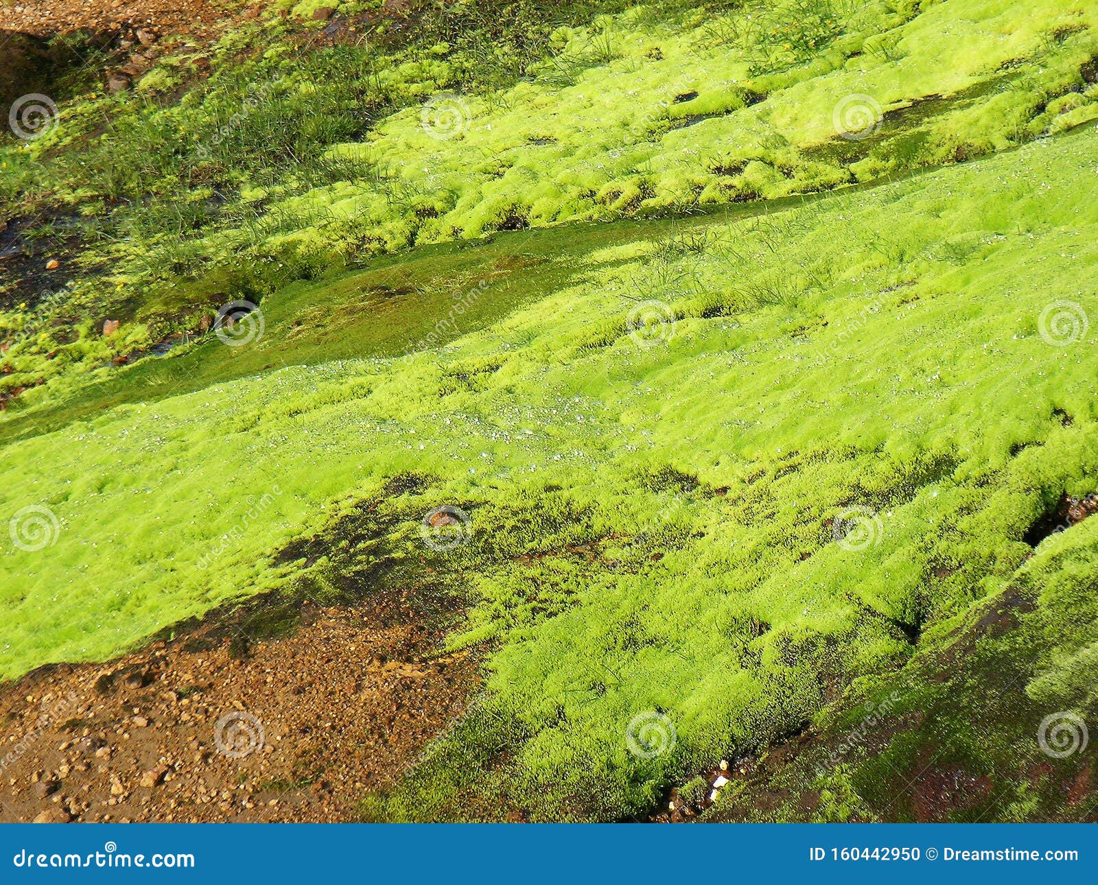 Moss Tundra Stock Photos - Download 3,919 Royalty Free Photos