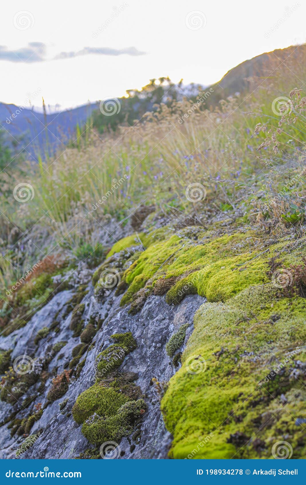 Moss and Grass on Rocks in Norway Stock Photo - Image of environment ...