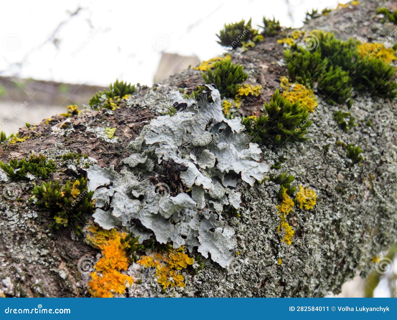 Moss and Gray Lichen on a Tree Branch Stock Image - Image of nature ...