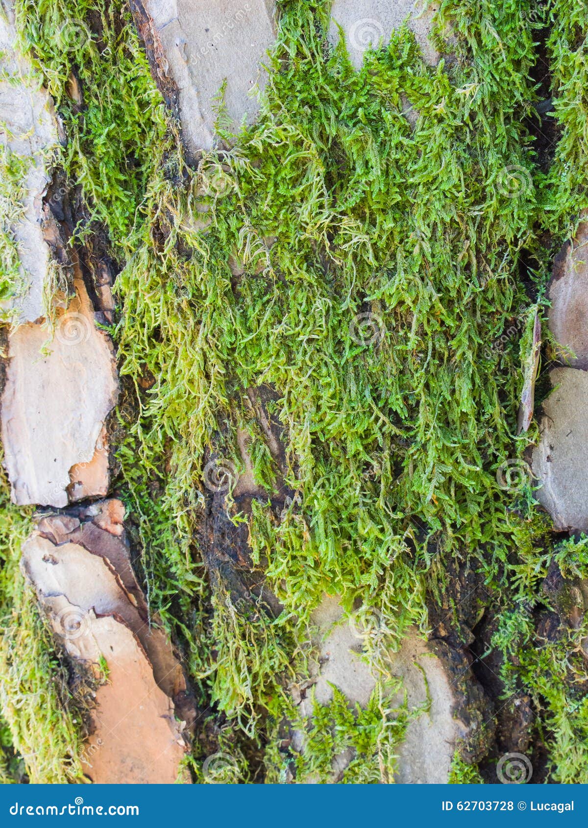 Moss on Gray Reddish Bark of a Pine Trunk Stock Photo - Image of ...