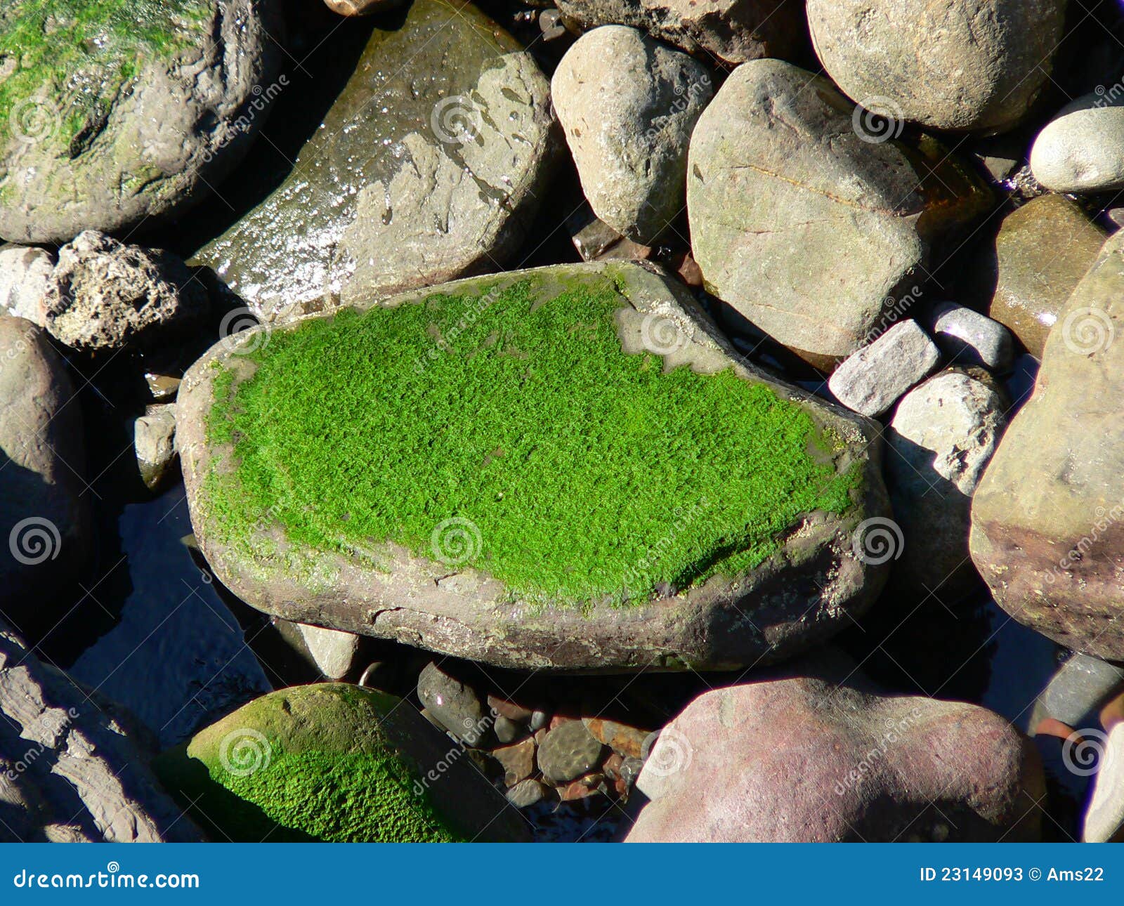 Moss green stock image. Image of grey, green, spring - 23149093