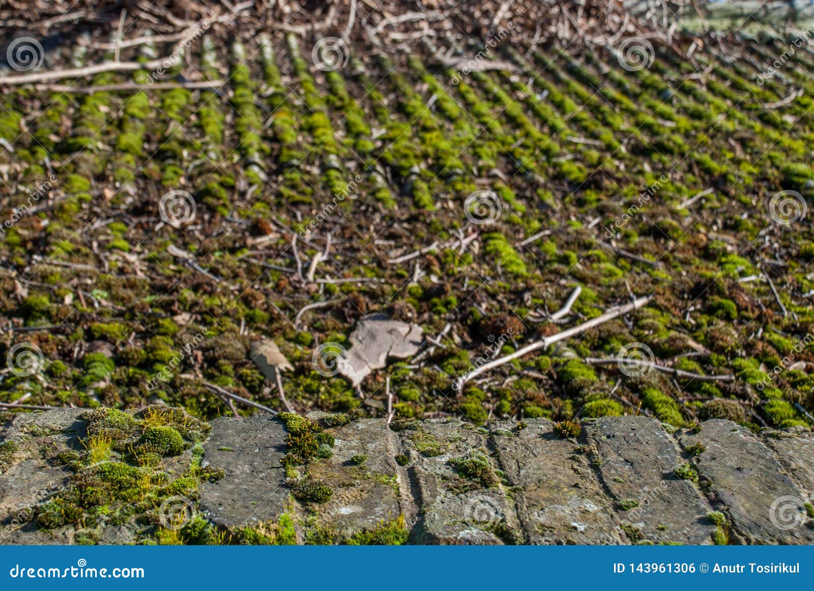 Moss and Green Algae on Tile Roof Tiles Stock Photo - Image of design ...