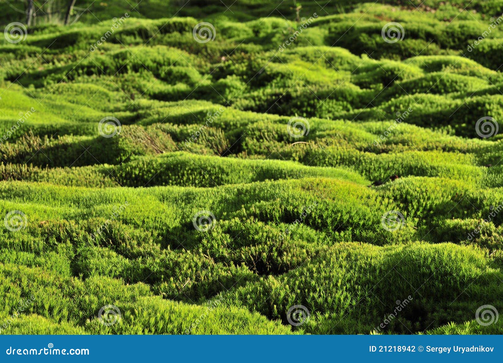 Moss green background. stock photo. Image of field, herb - 21218942