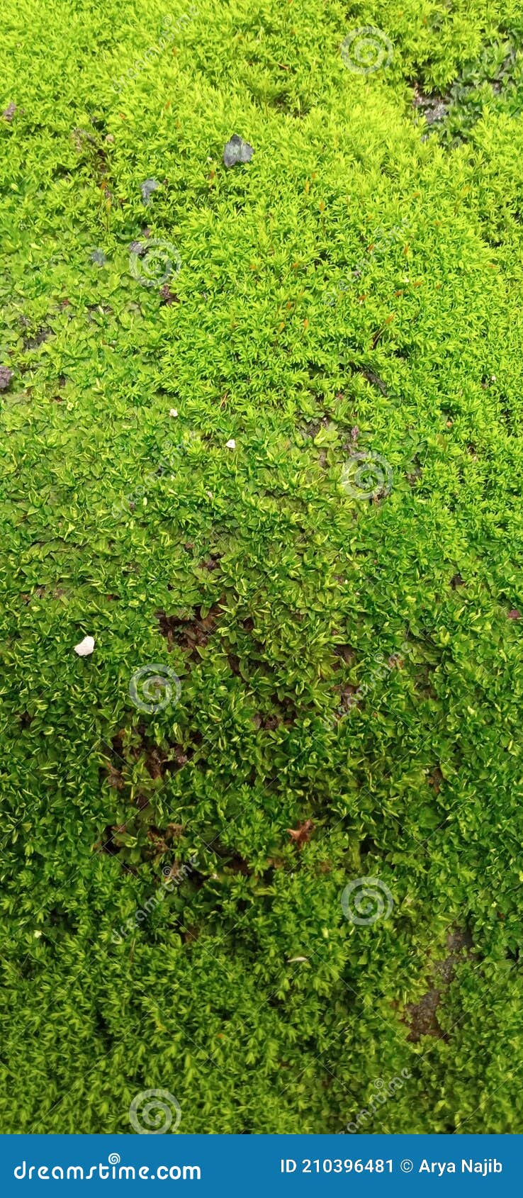 Moss Green Background View Plant Stock Image | CartoonDealer.com #210396481
