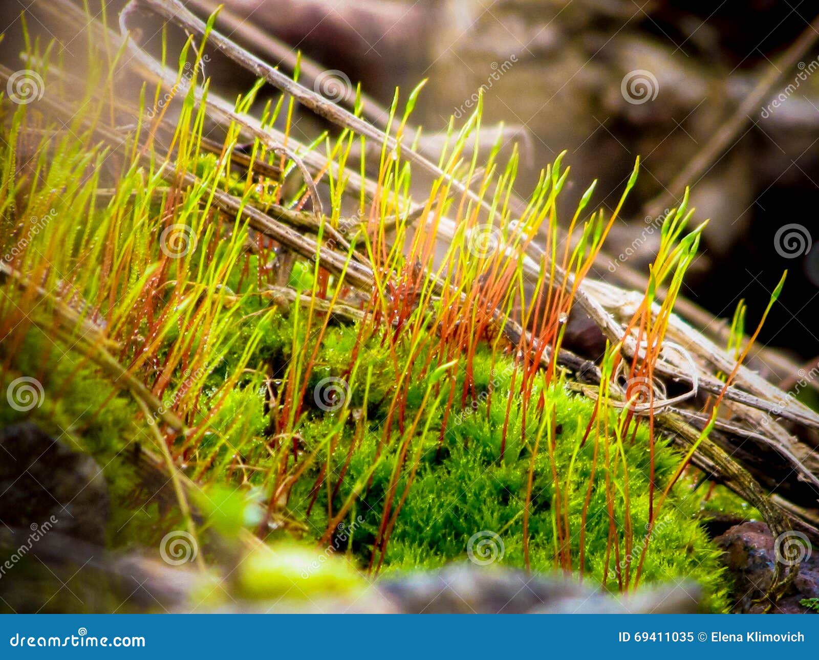 Moss green stock image. Image of early, greens, woods - 69411035