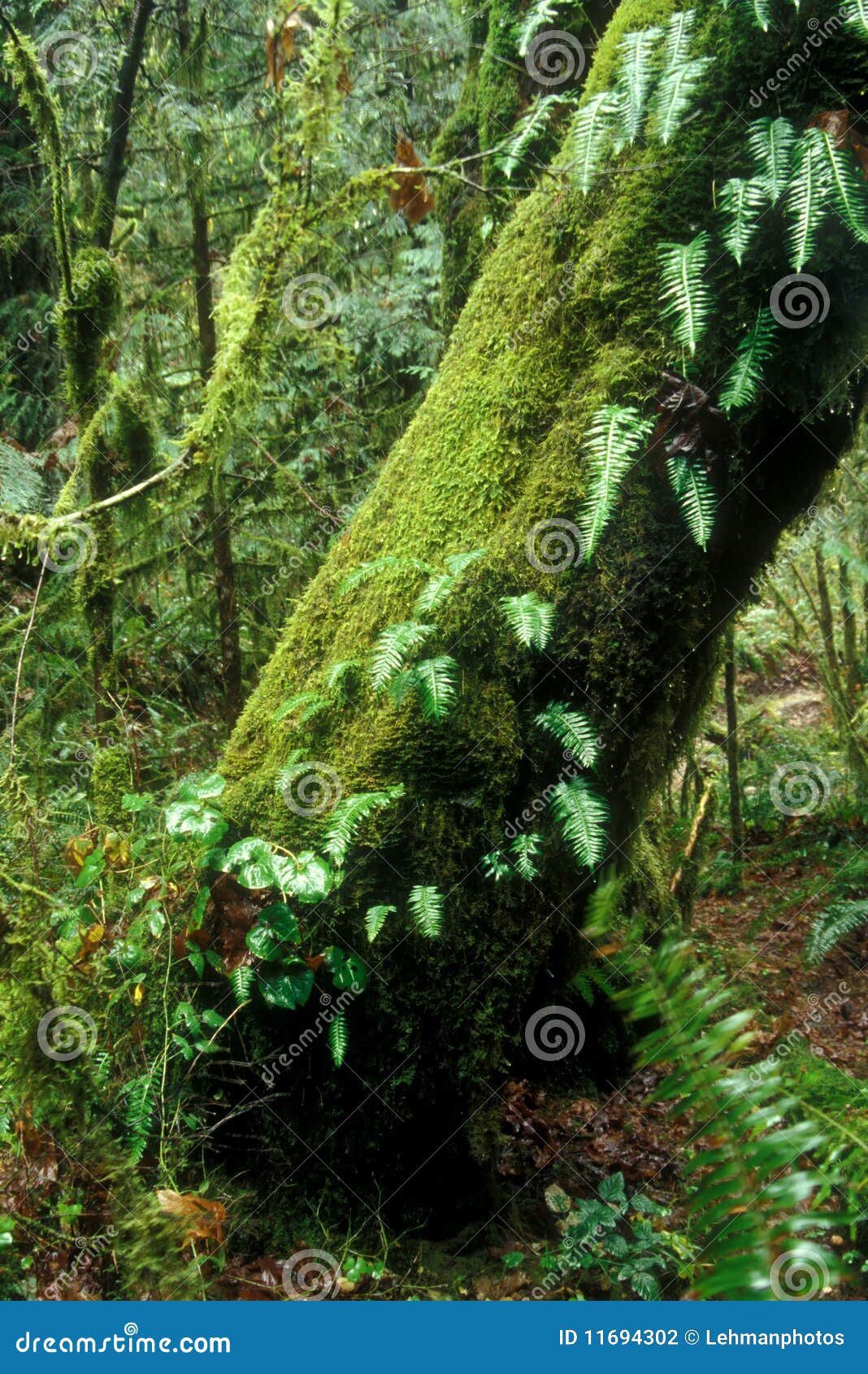 Moss Green Oregon Temperate Rainforest Stock Photo - Image of beautiful ...