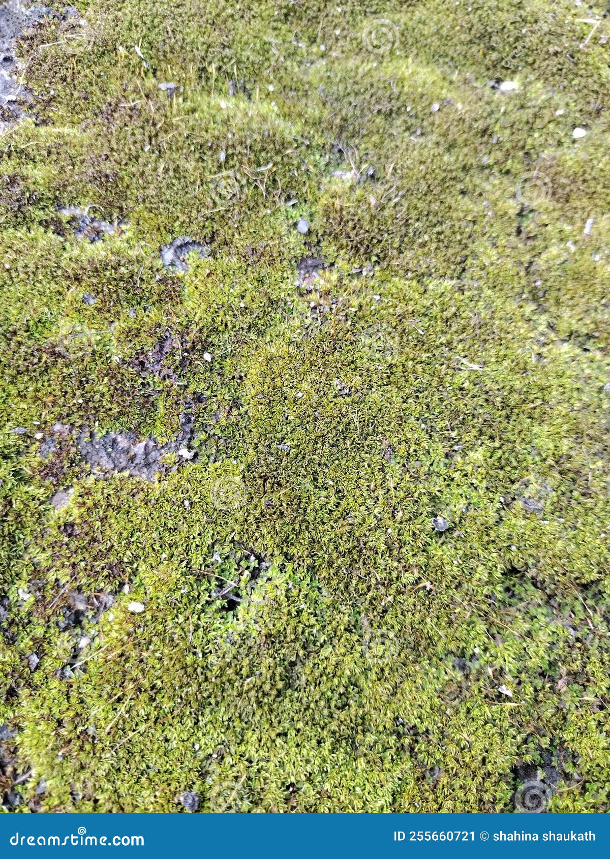 Moss stock image. Image of grass, outdoor, moss, green - 255660721