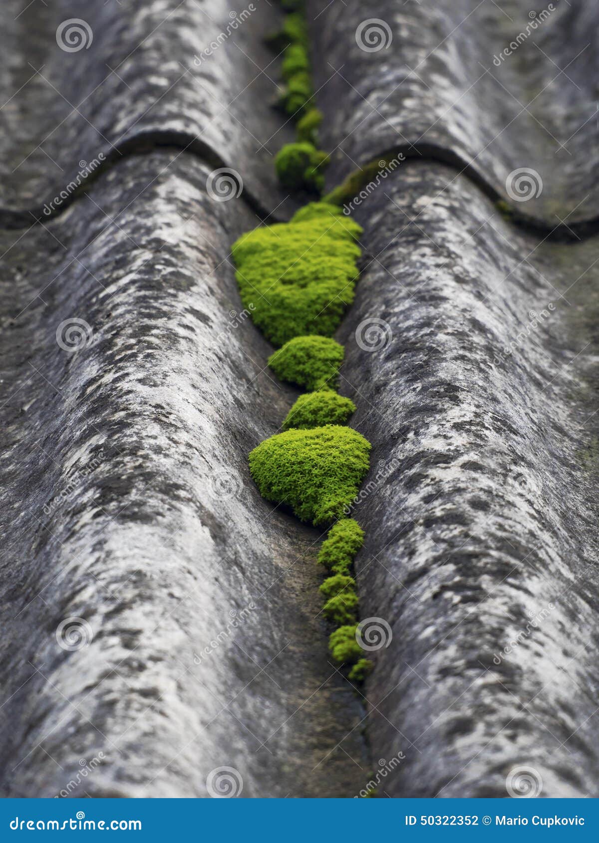 Moss stock photo. Image of field, leaf, grow, ancient - 50322352