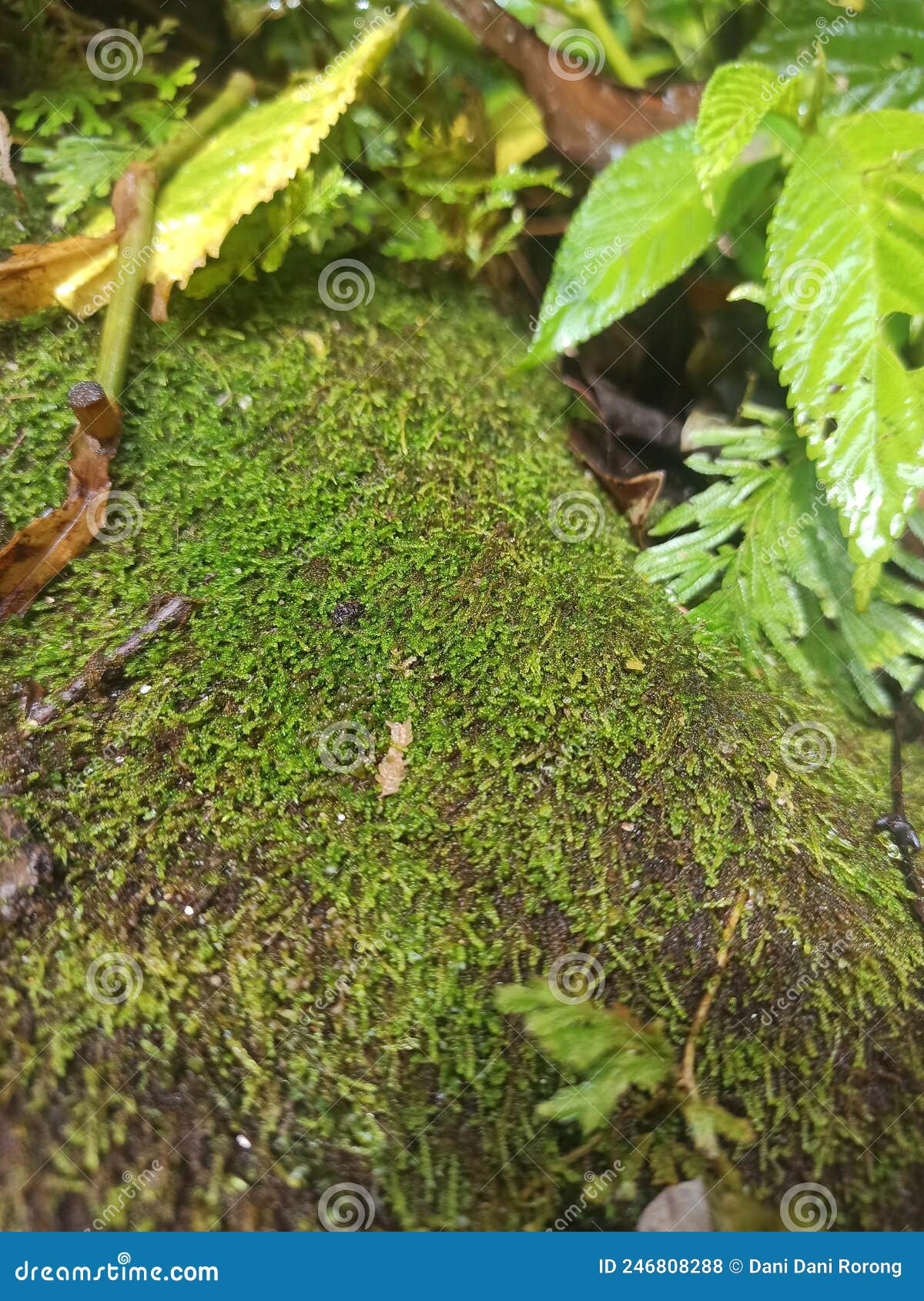 Moss, Green Moss, Jungle, on Tree, Old Tree Stock Photo - Image of tree ...