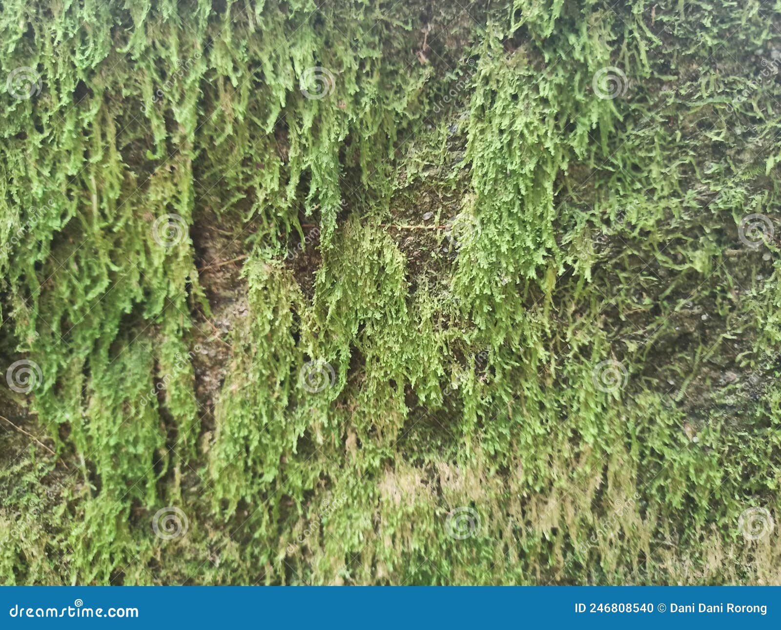 Moss, Green Moss, Jungle, on Tree, Old Tree Stock Photo - Image of ...