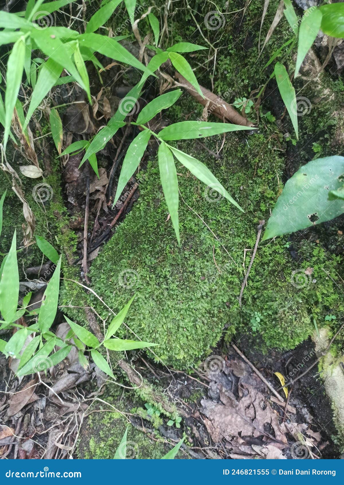 Moss, Green Moss, Jungle, on Tree, Old Tree Stock Image - Image of ...