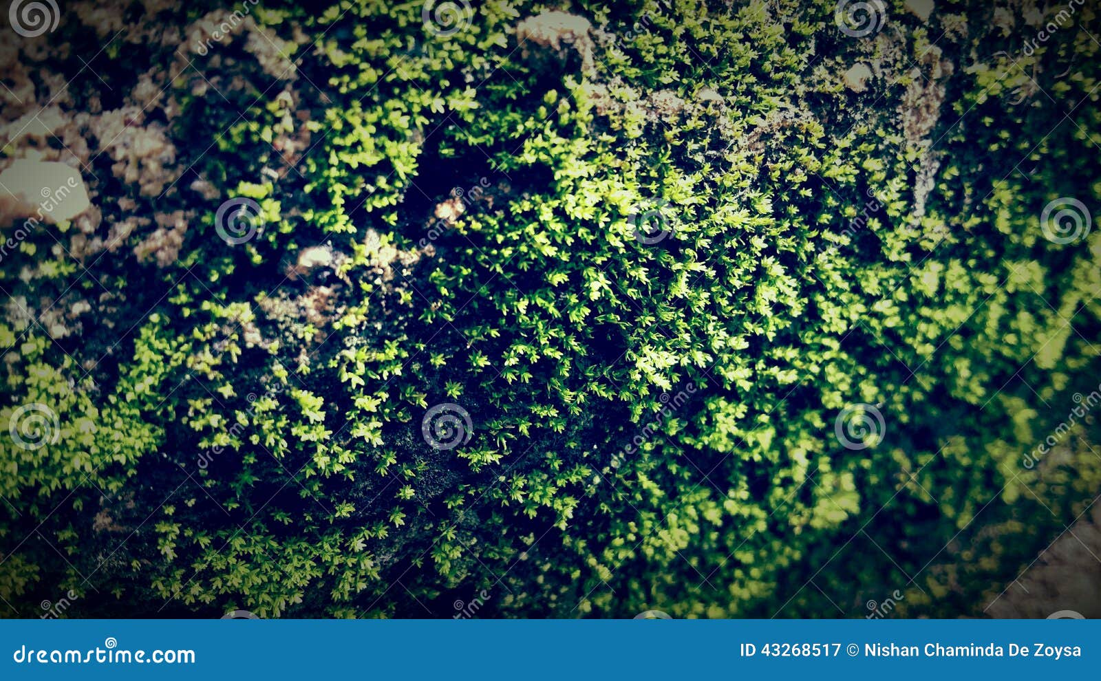 Moss and Green Micro Plants Stock Image - Image of micro, grass: 43268517