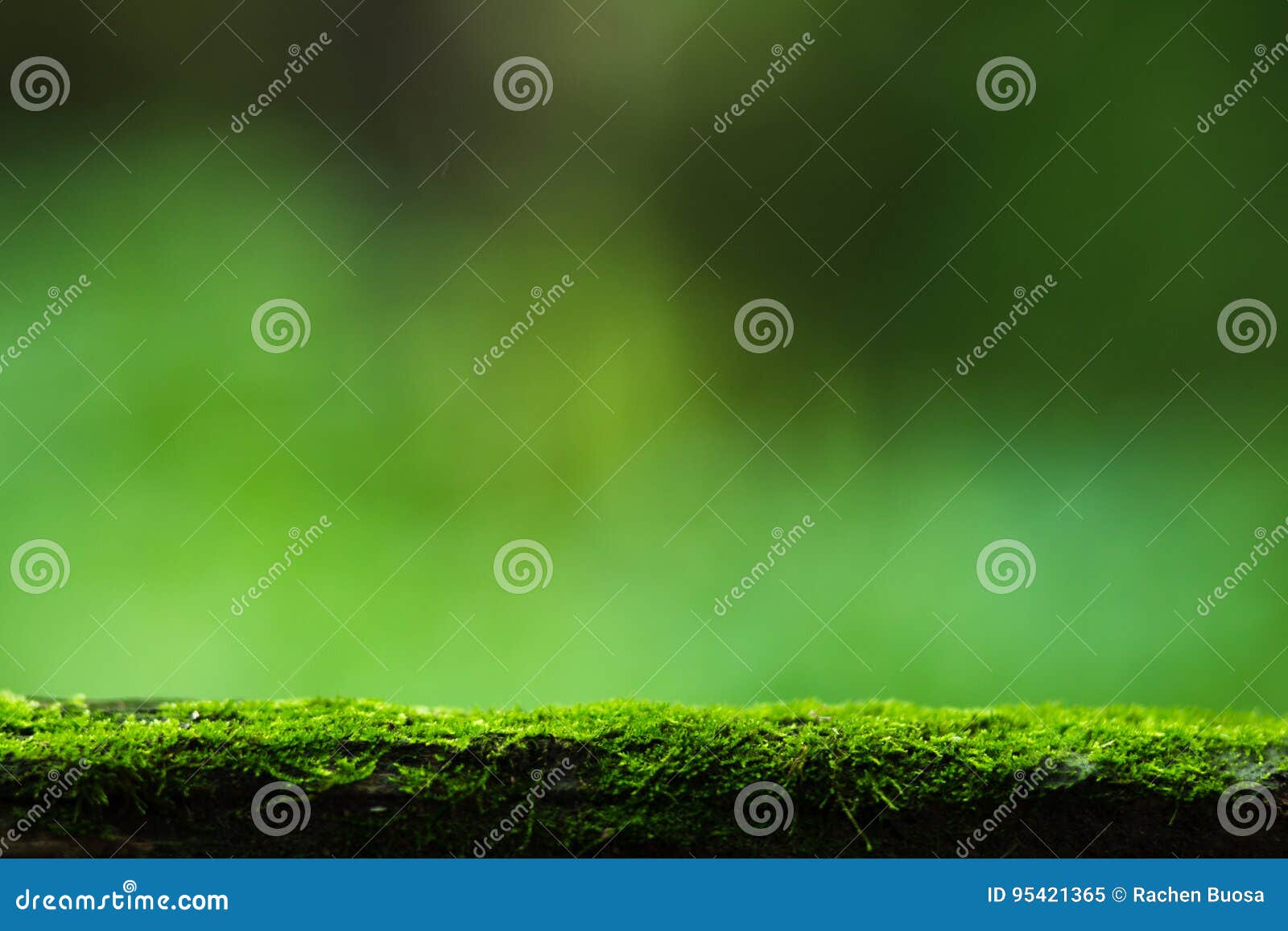 Moss and Green Nature Background Stock Image - Image of detail, light ...