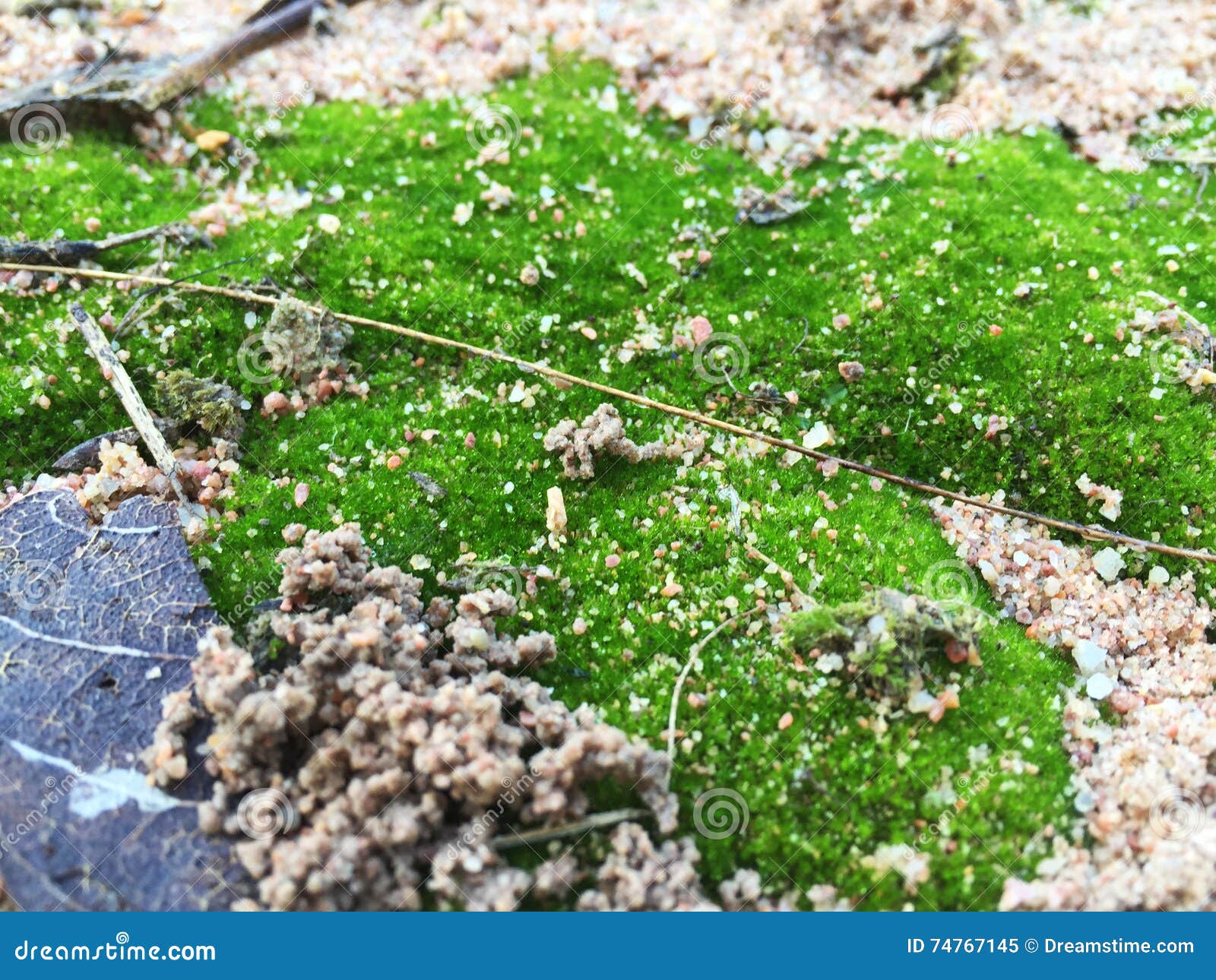 Moss stock image. Image of moss, leave, algae, nature - 74767145
