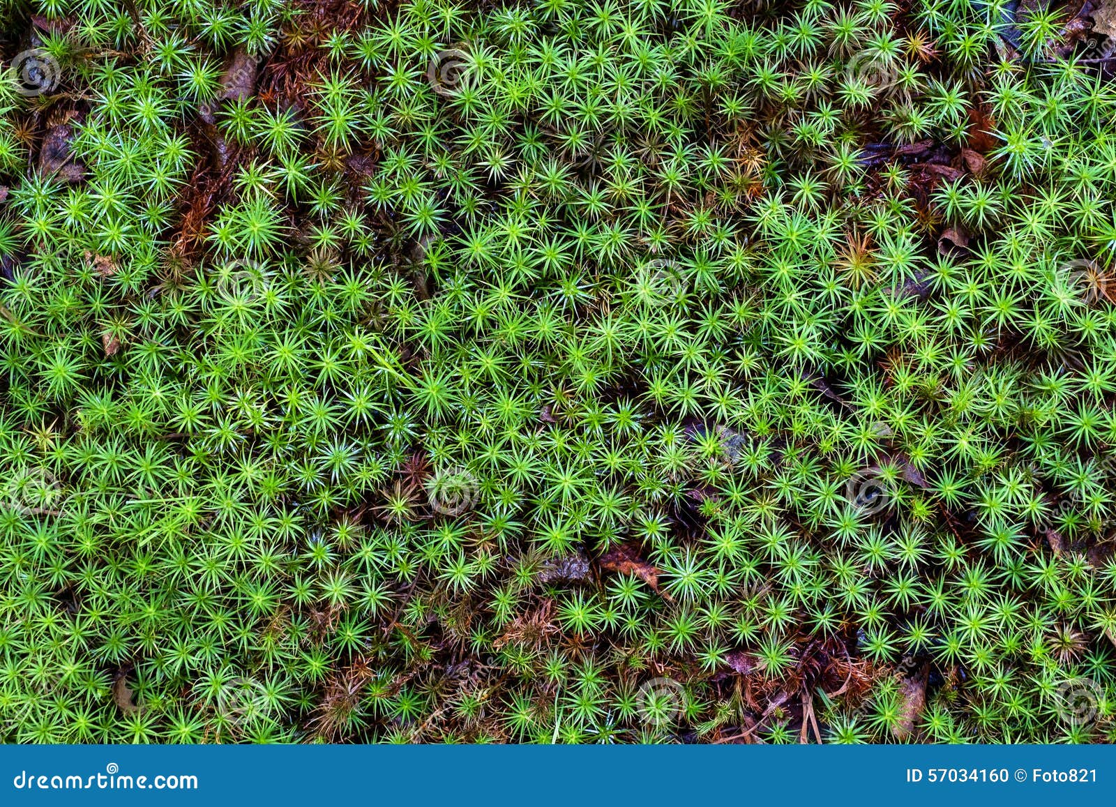 Moss stock photo. Image of backdrop, moss, green, lichen - 57034160