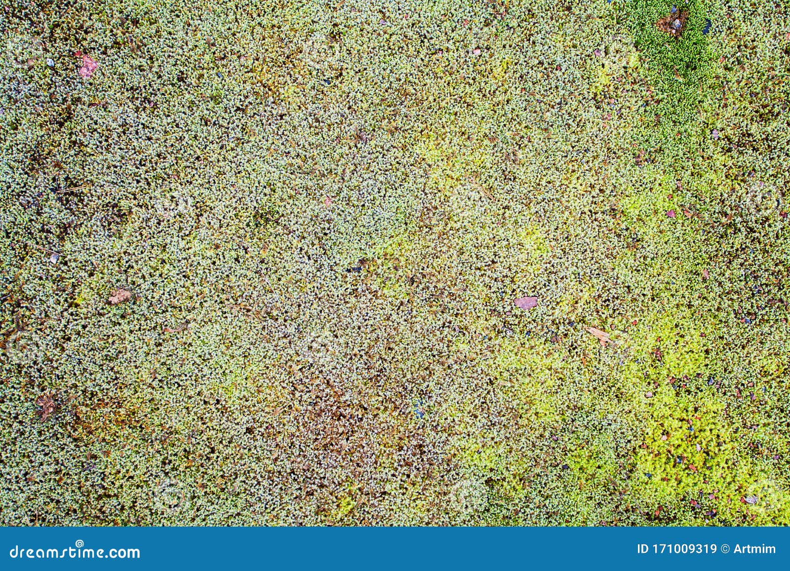 Moss Green Texture Background. Green Moss on Grunge Texture, Background ...