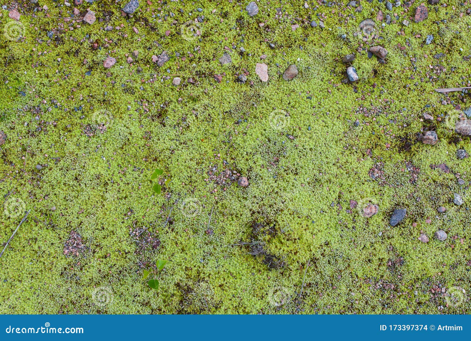 Moss Green Texture Background. Green Moss on Grunge Texture, Background ...
