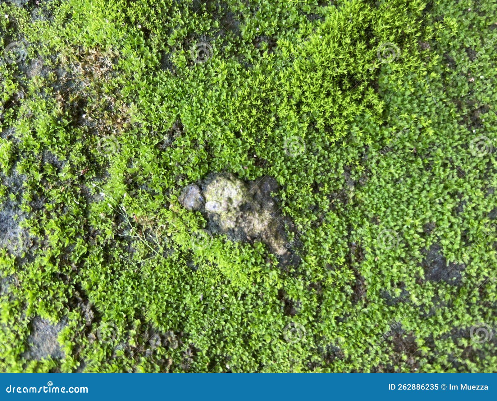 Moss Green Texture. Moss Background Stock Image - Image of grass ...