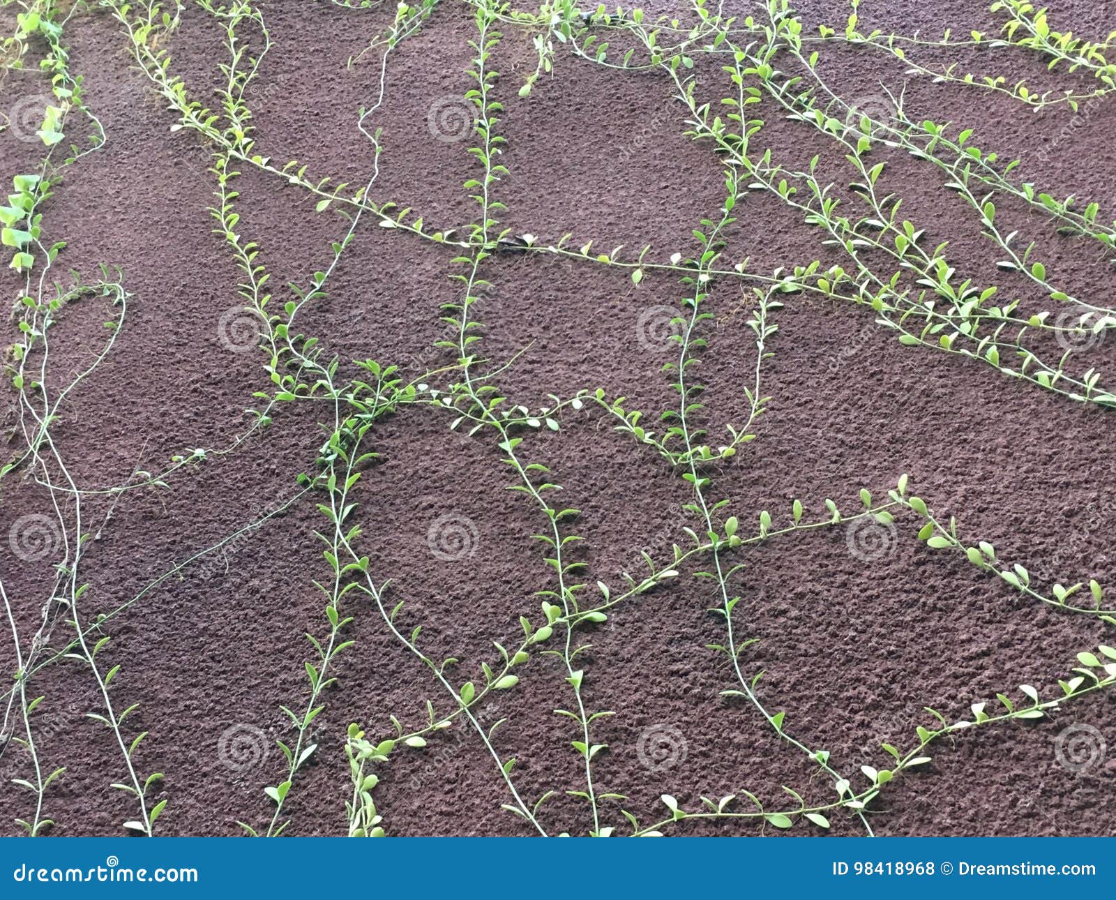 Moss Green Wall Climb Up the Mess. Stock Photo - Image of leaves, grass ...