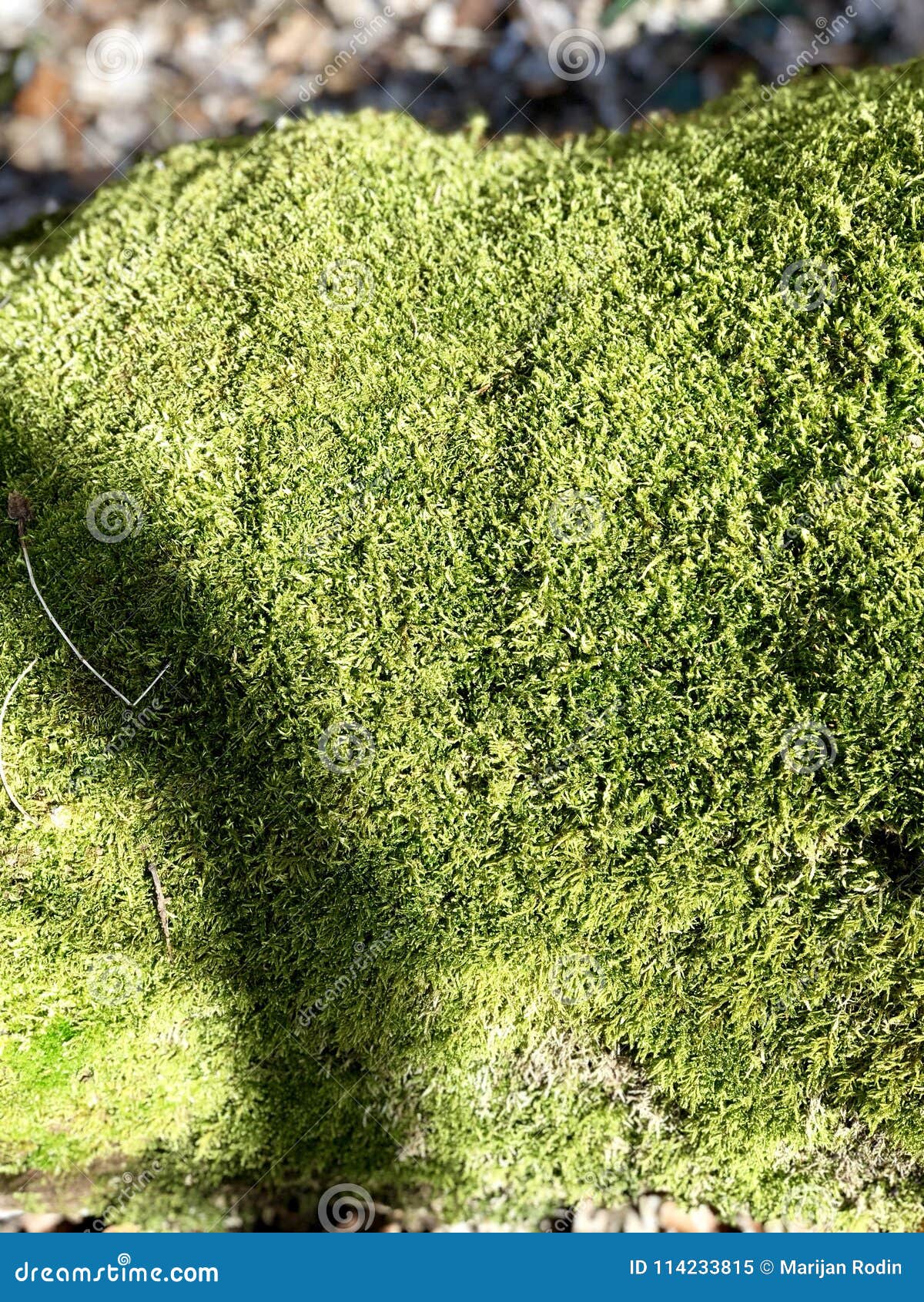 Moss green wet stock image. Image of bright, moss, nature - 114233815