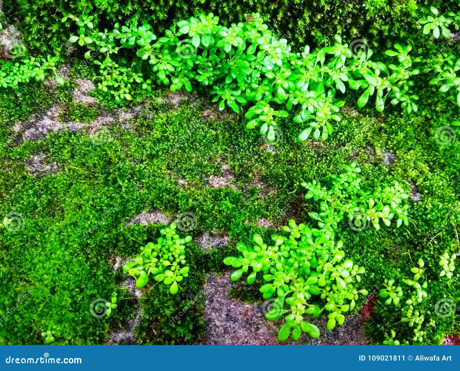Moss green which is moist stock image. Image of fresh - 109021811