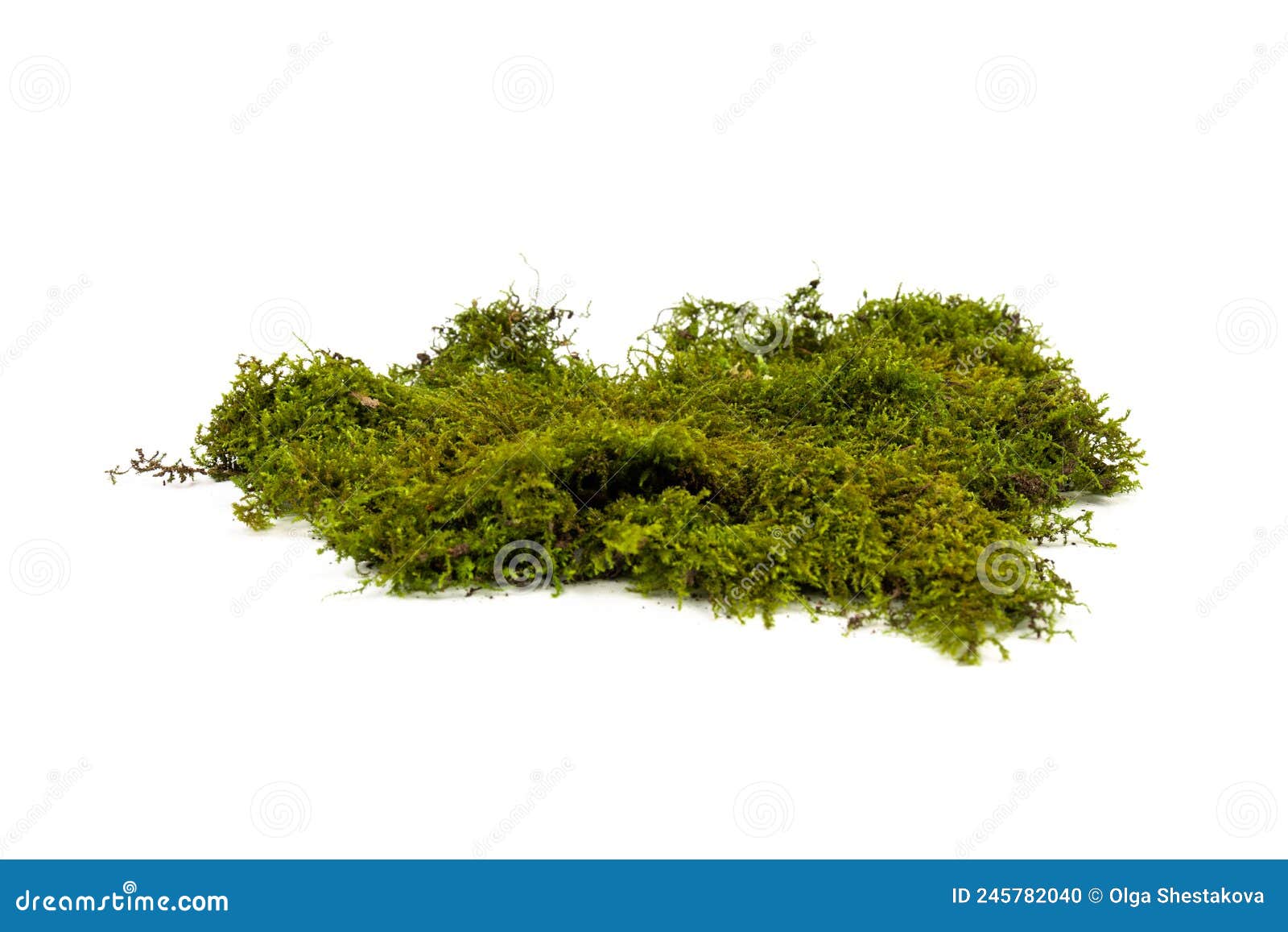Moss Green on White Background. Space for Text Stock Photo - Image of ...