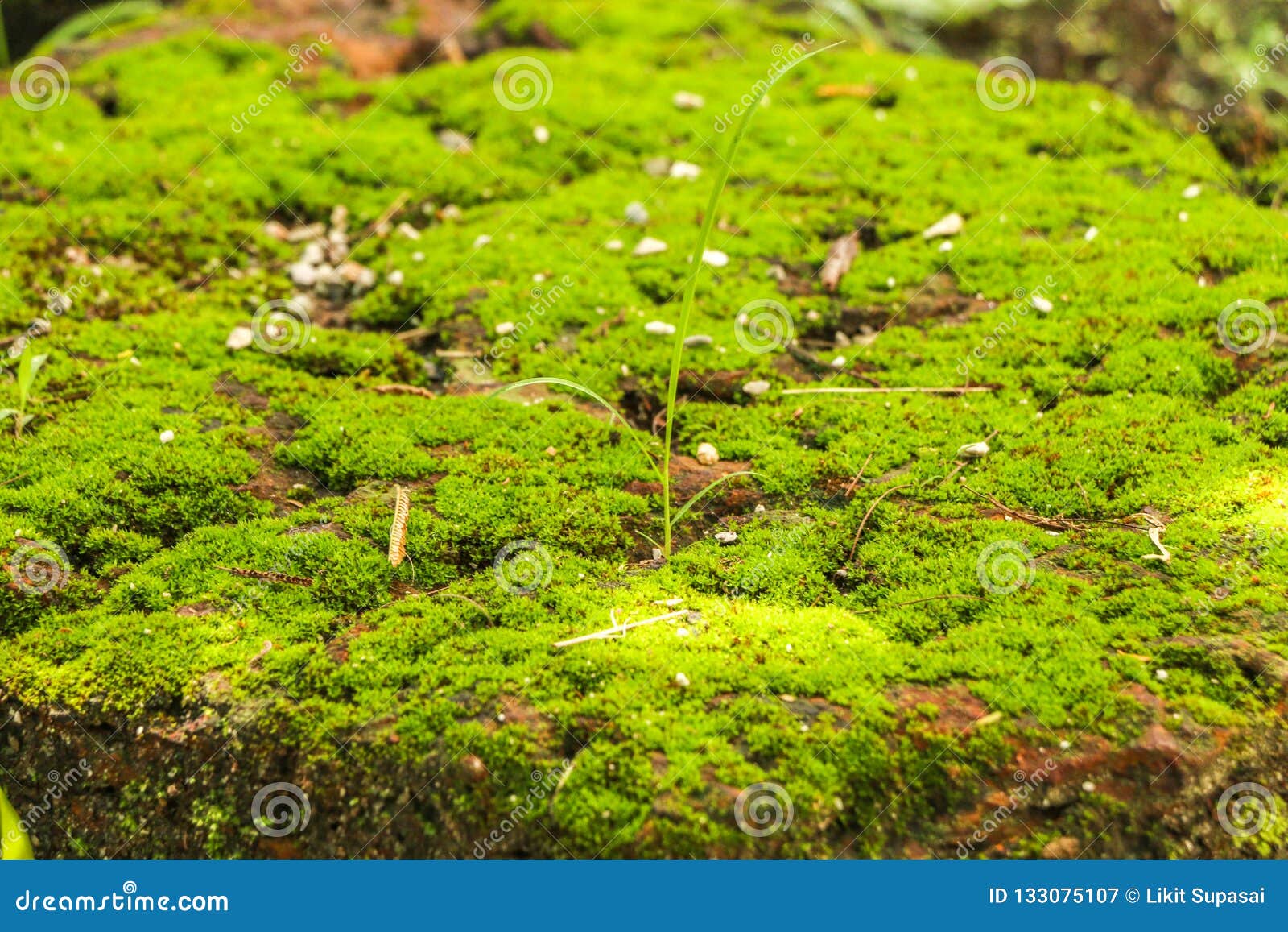 Moss on cemen at thailand stock image. Image of environment - 133075107