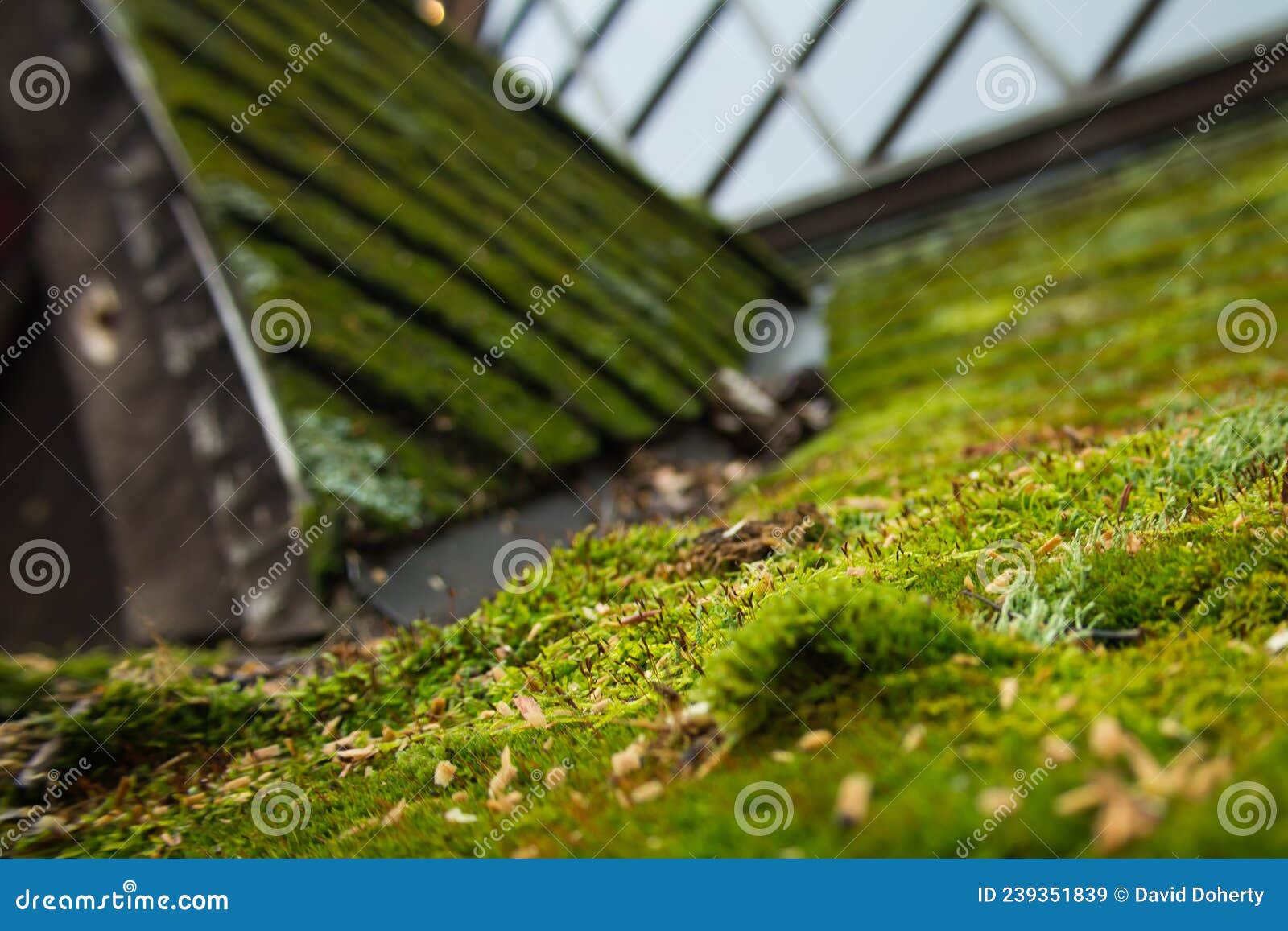 Moss and Greenery on a Treehouse Roof with a Window in the Background ...