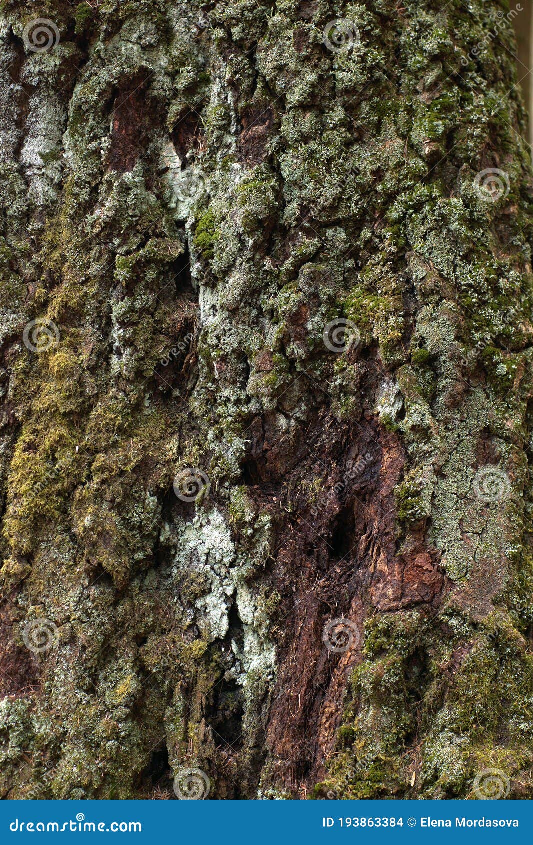 Moss Grew on a Tree, Beautiful and Interesting Texture Stock Photo ...