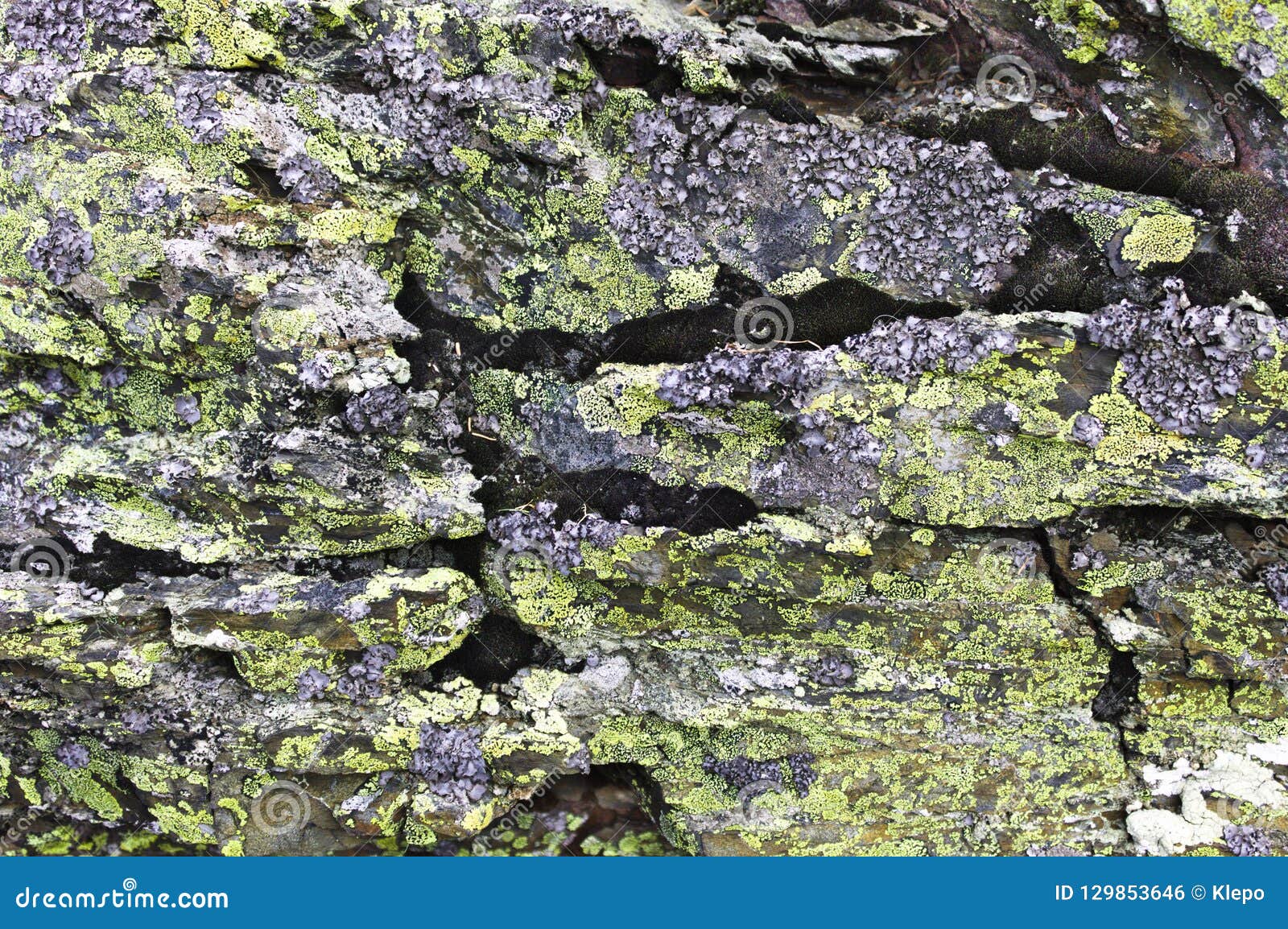Moss on a grey rock stock photo. Image of surface, dark - 129853646