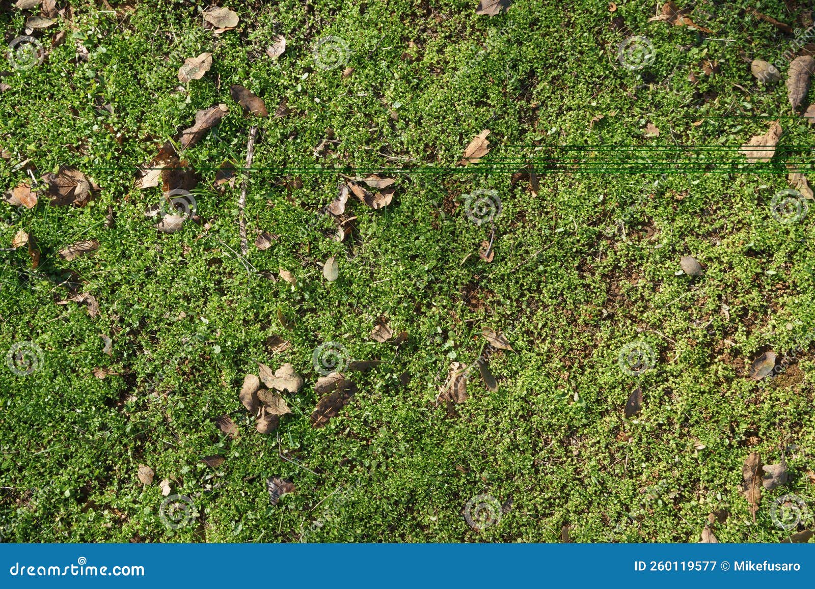 Moss Ground Normal Map Texture, Bump Map Texture Stock Photo ...