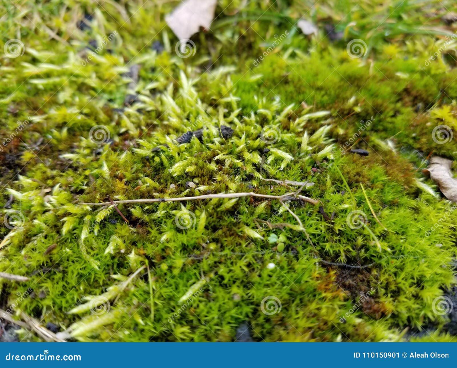 Ground moss stock image. Image of leaves, ground, closeup - 110150901