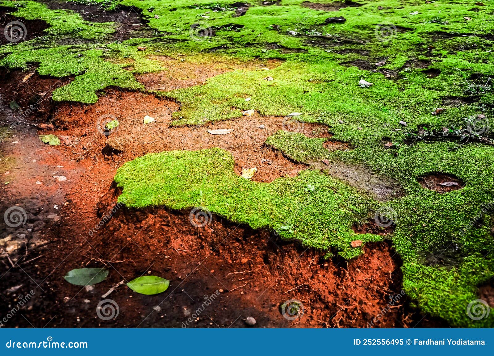 Moss on the Ground stock image. Image of stream, nature - 252556495