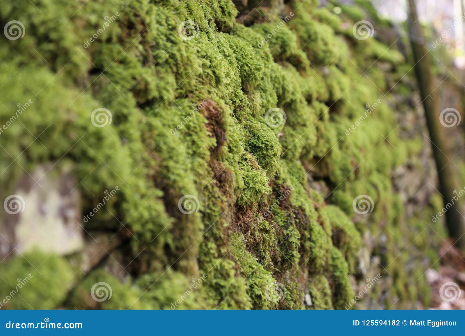 Moss growing on bank stock photo. Image of color, fresh - 125594182