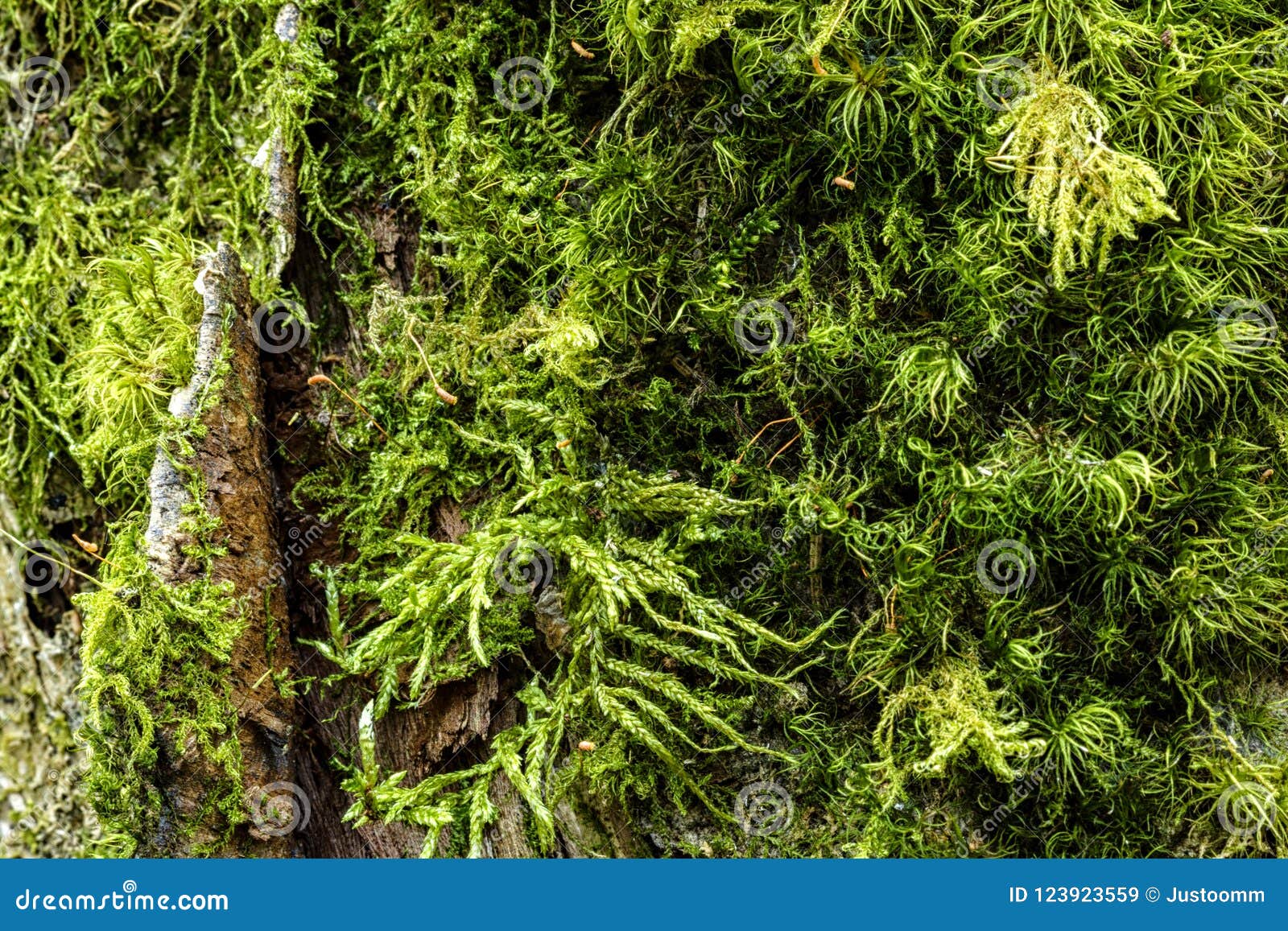 Moss Grown on an Old Tree in the Forest Stock Image - Image of foliage ...