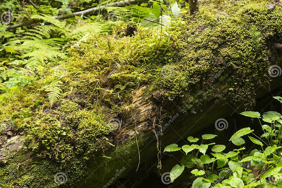 Moss Growing in Big Fallen Tree. Tree Trunk with Moss Stock Image ...