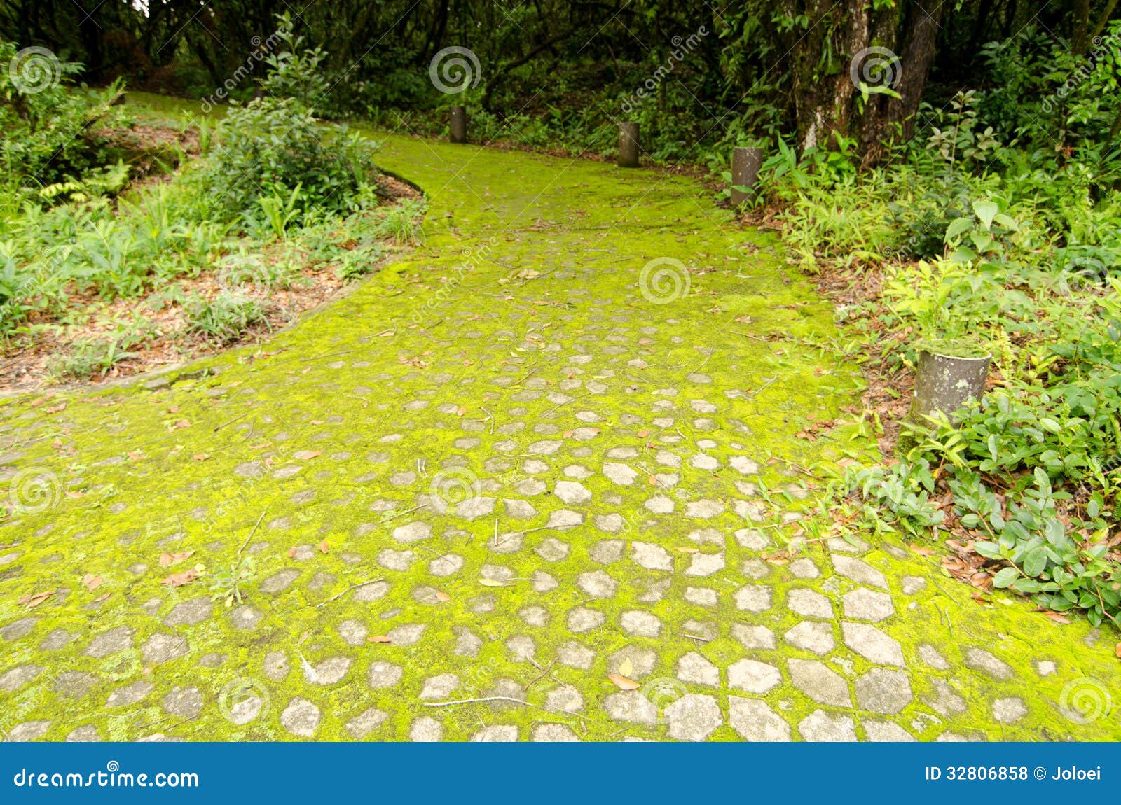 Moss stock photo. Image of outdoor, hard, garden, architecture - 32806858