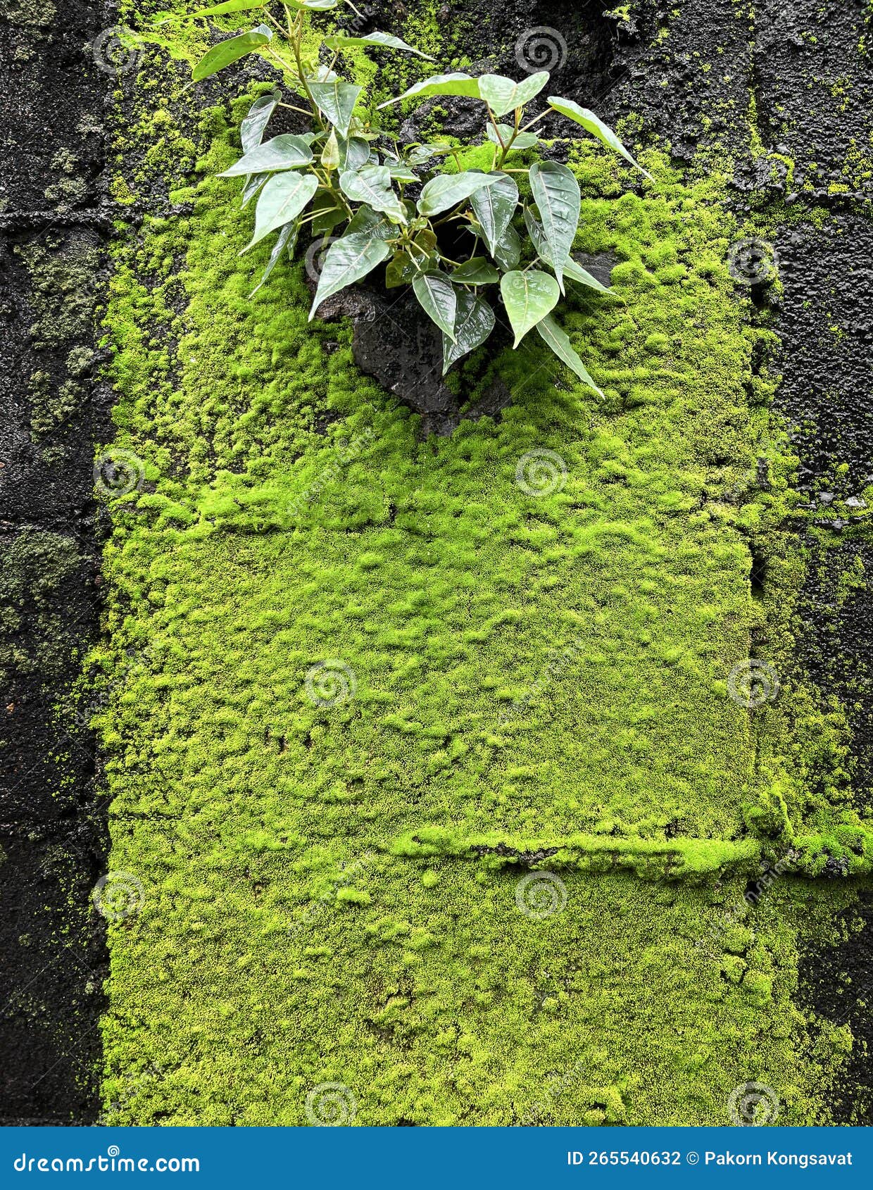 Moss Growing on the Concrete Wall Stock Photo - Image of color, autumn ...