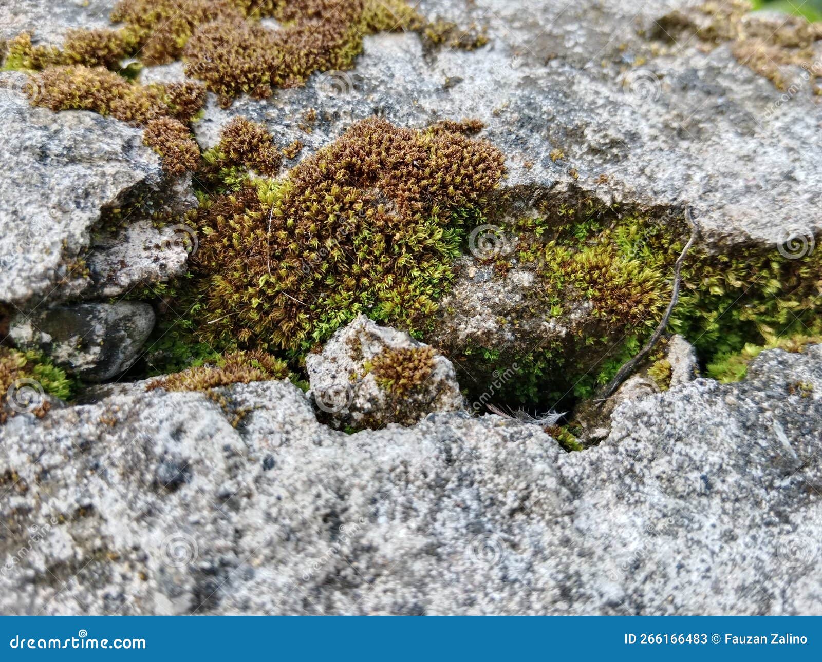 Moss Growing on Cracked Concrete Stock Image - Image of water, stream ...