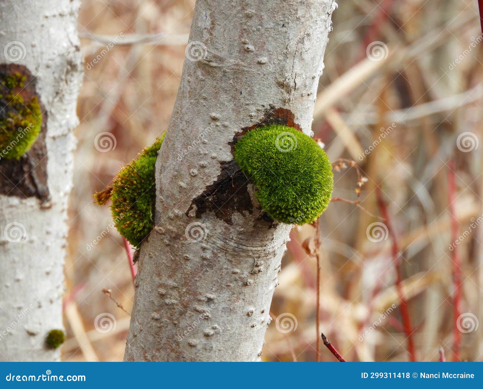 Green Ball Moss Growing on Damaged White Birch Tree Stock Photo - Image ...