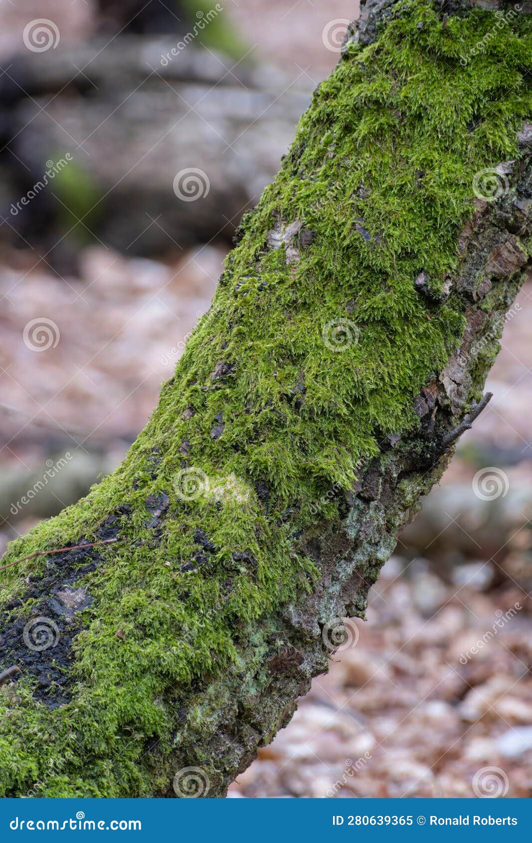 Moss Growing on a Damp Tree Trunk Stock Image - Image of wood, macro ...