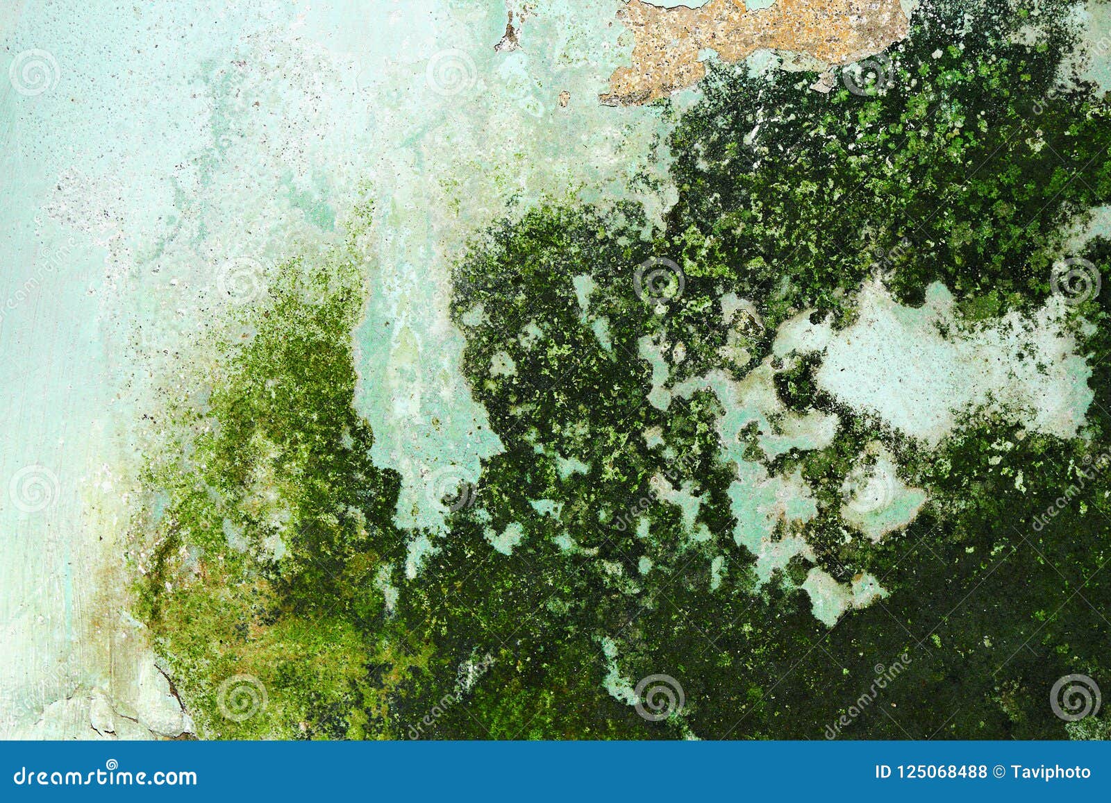 Moss growing on damp wall stock photo. Image of abandoned - 125068488